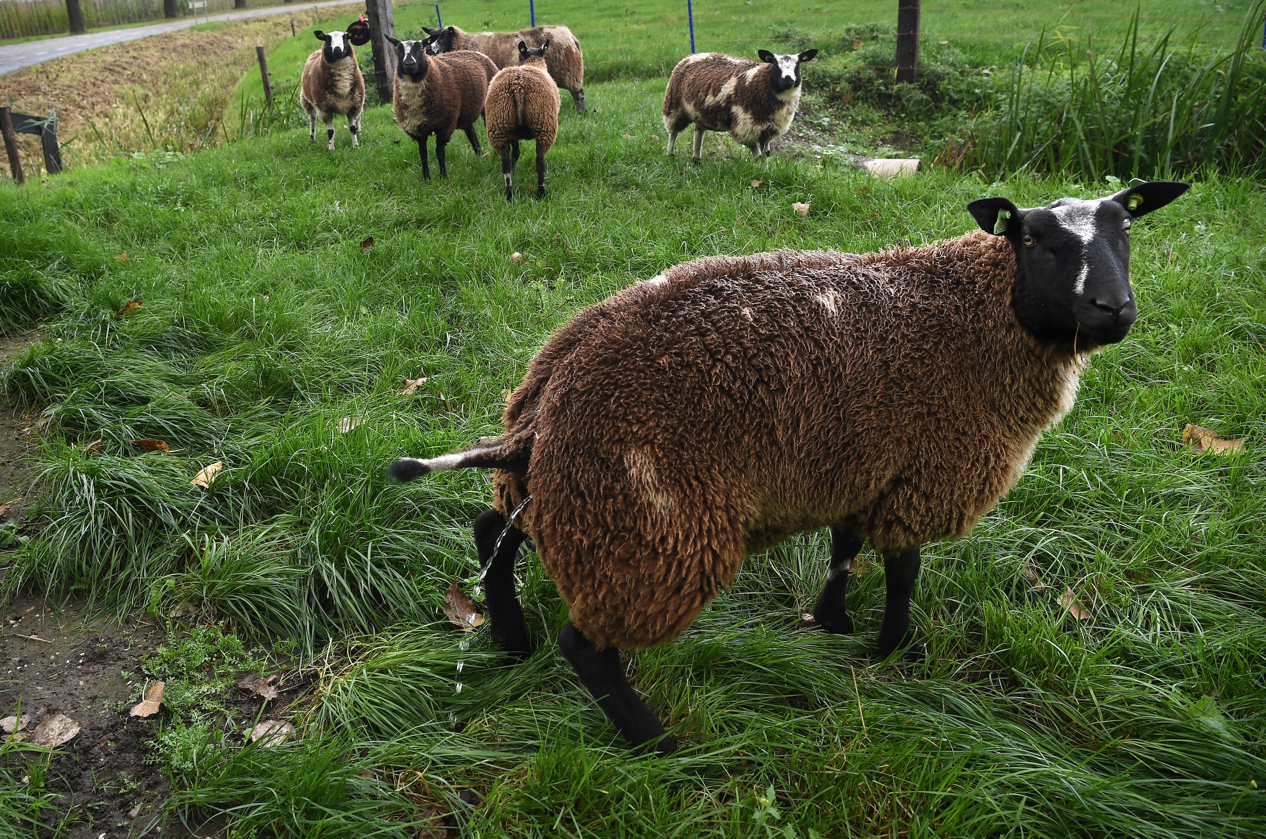 Blauwtong verspreidt zich razendsnel, Nederlandse uitbraak verreweg ...