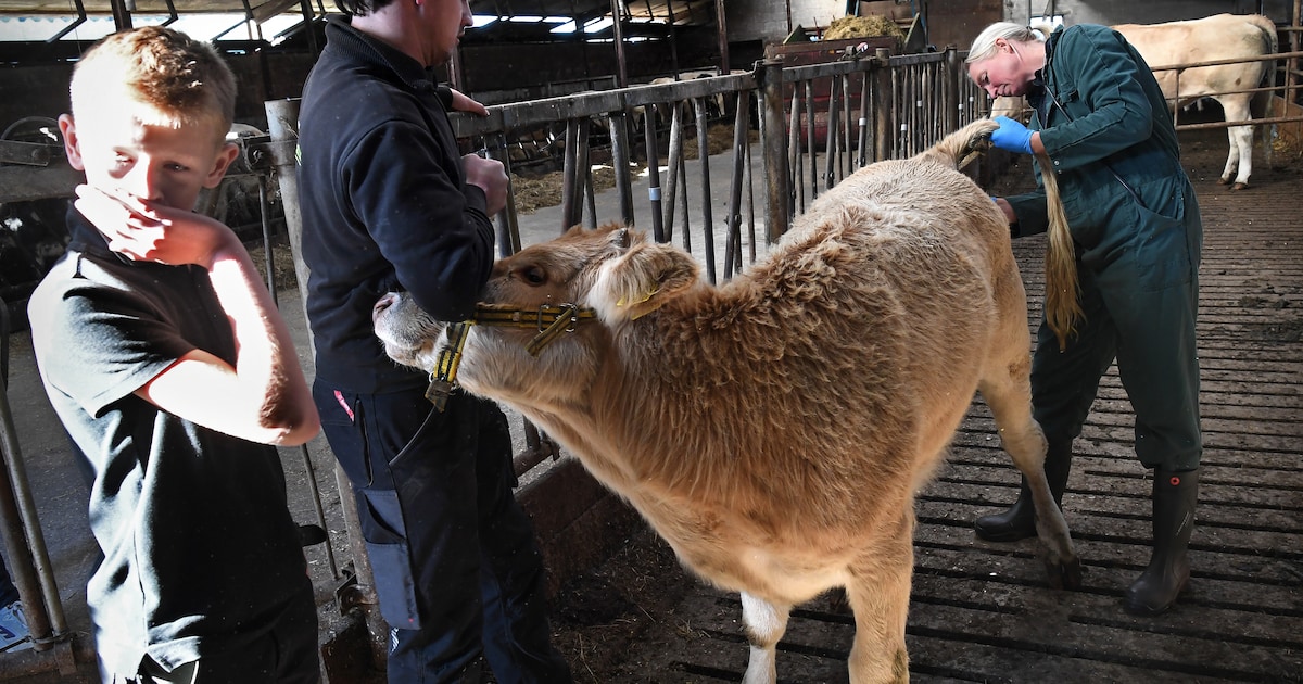 Vaccins tegen blauwtong helpen maar deels: NVWA telt bij ruim 500 bedrijven besmettingen | de ...