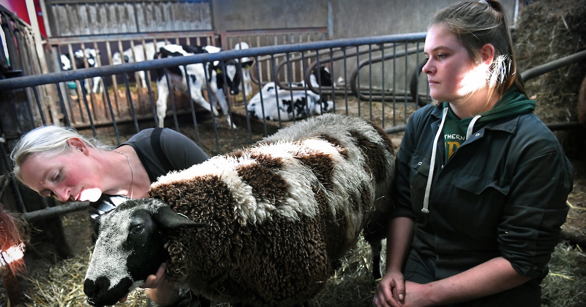 Op pad met een dierenarts langs boerenbedrijven die getroffen zijn door ...