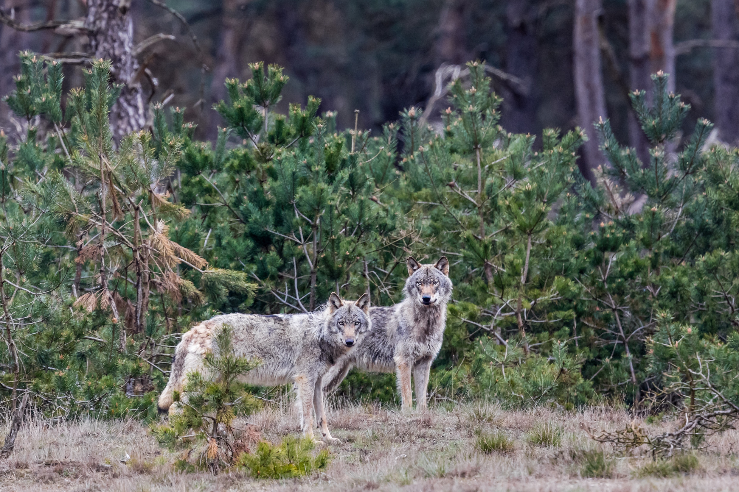 Brussel wil beschermde status van de wolf afzwakken vanwege gevaar voor ...