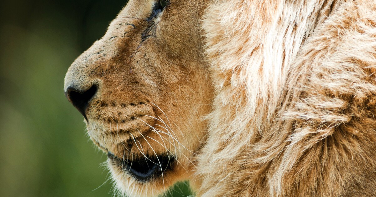 Leeuwenpoep is de krachtigste poep op aarde | de Volkskrant