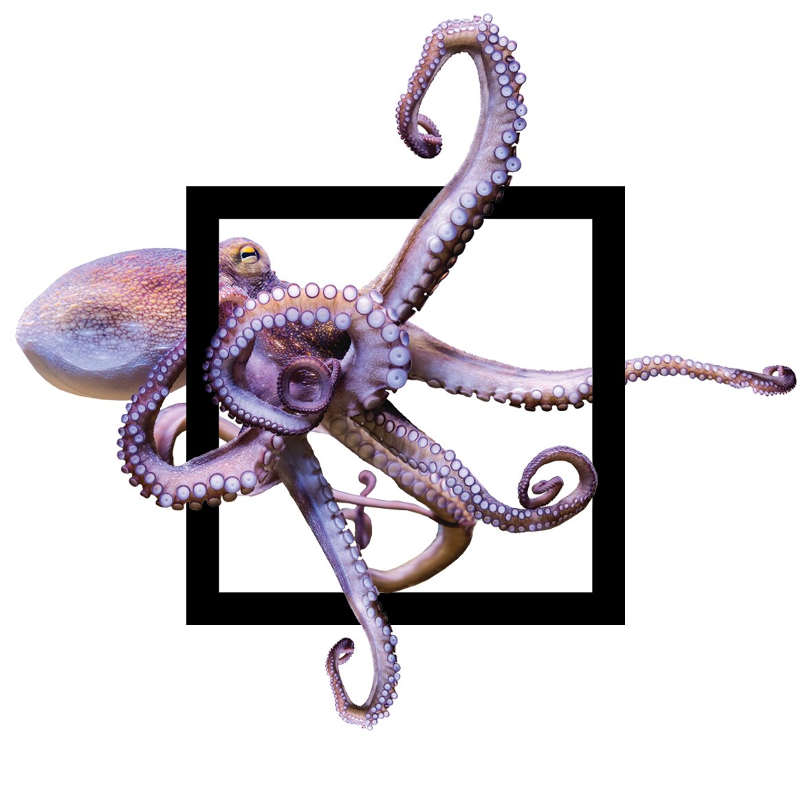 De ‘octopusboerderij’: een mogelijke nieuwe bio-industrie waarin dieren ...