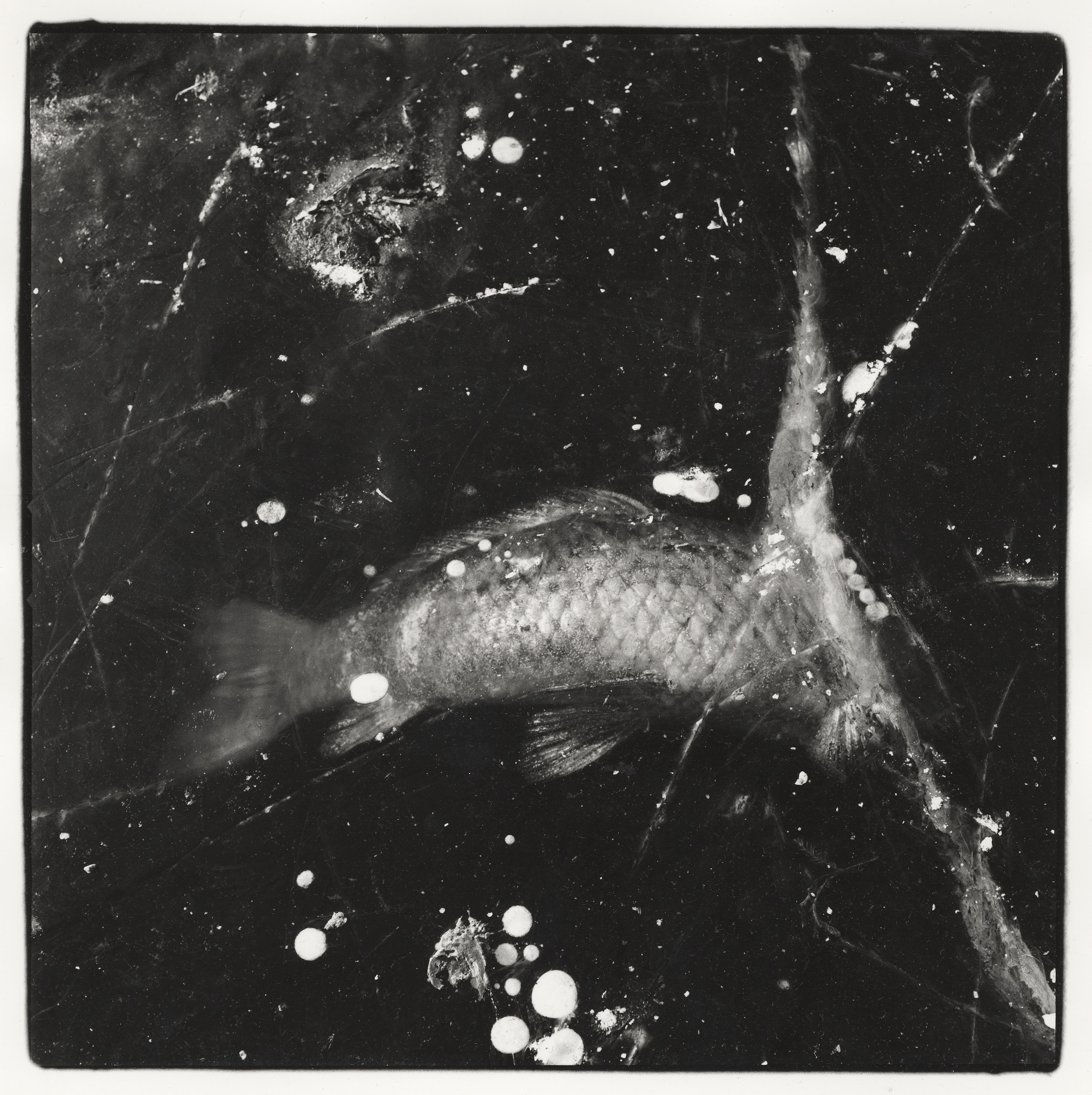 Dode vis onder het ijs, vertrekkend naar het grote elders: het is om ...