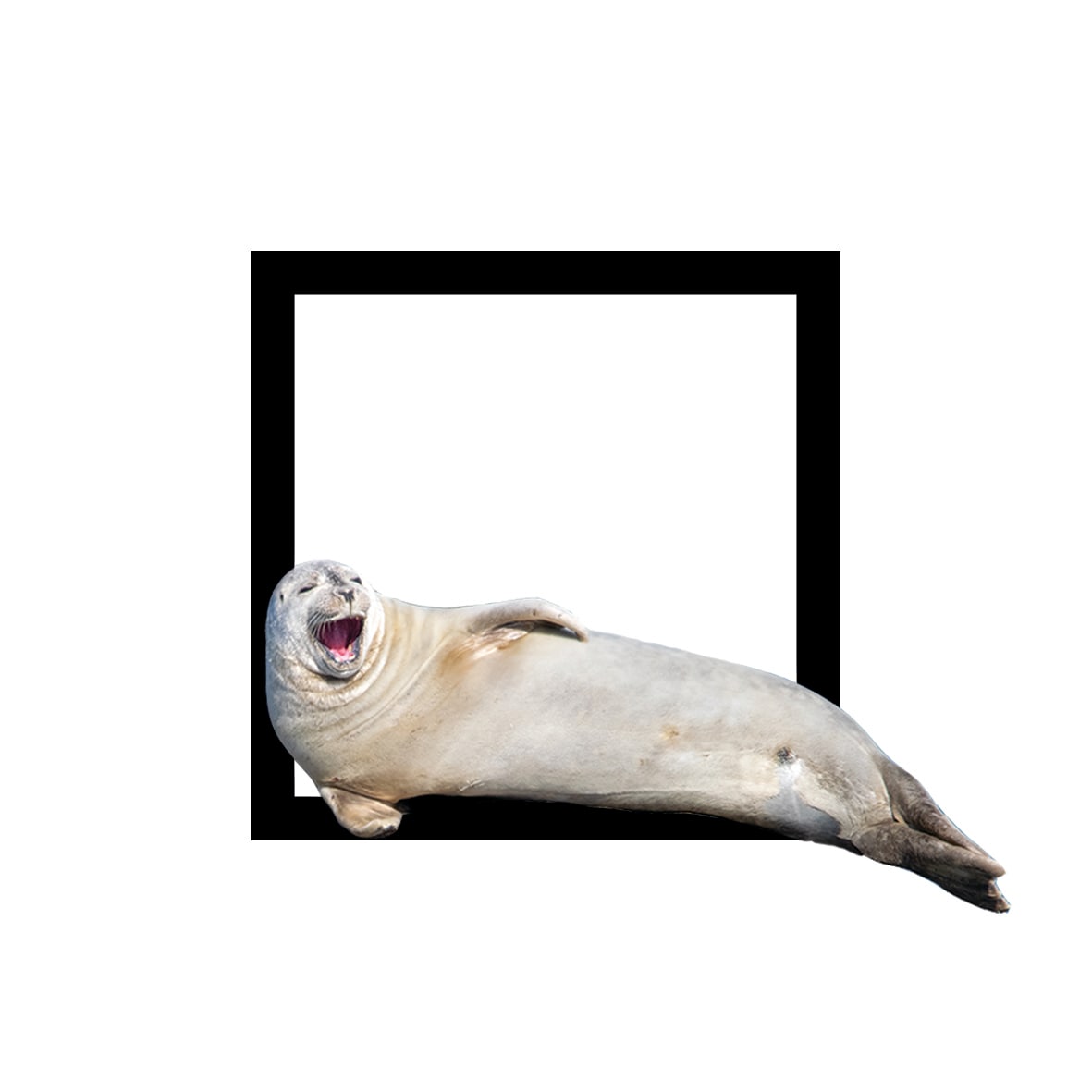 Zeehonden die vis eten, dat kan natuurlijk niet, volgens de vissende ...