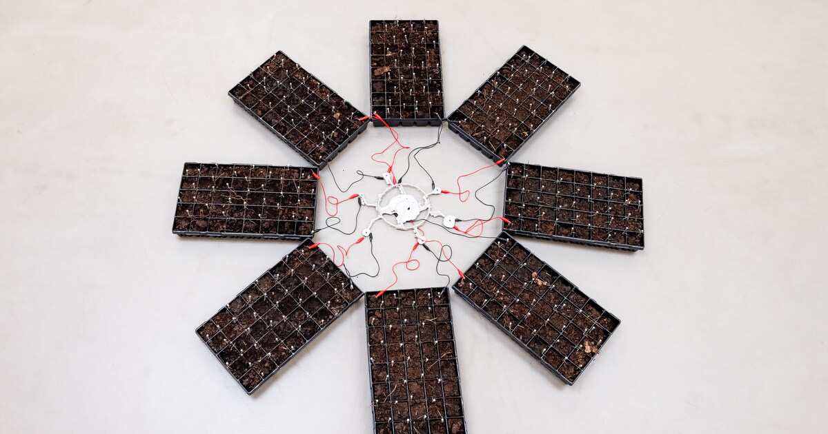 Haast aandoenlijk, de veengrond die Joppe Venema voor zijn sculptuur ...