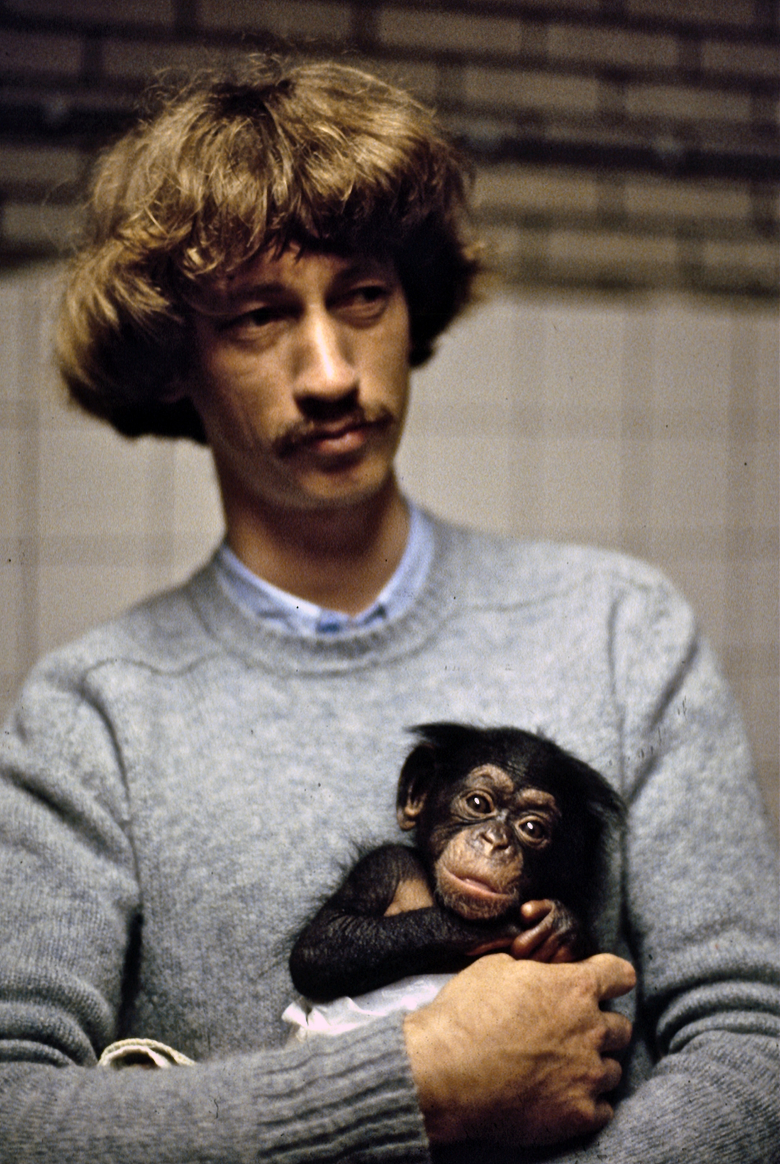 Wetenschappers roemen overleden Frans de Waal: ‘Voor Frans waren apen ...