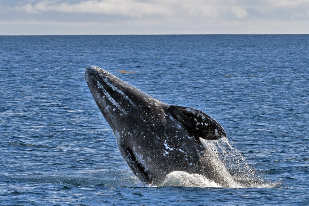 Grijze walvis gezien in de Atlantische Oceaan, die daar officieel al ...