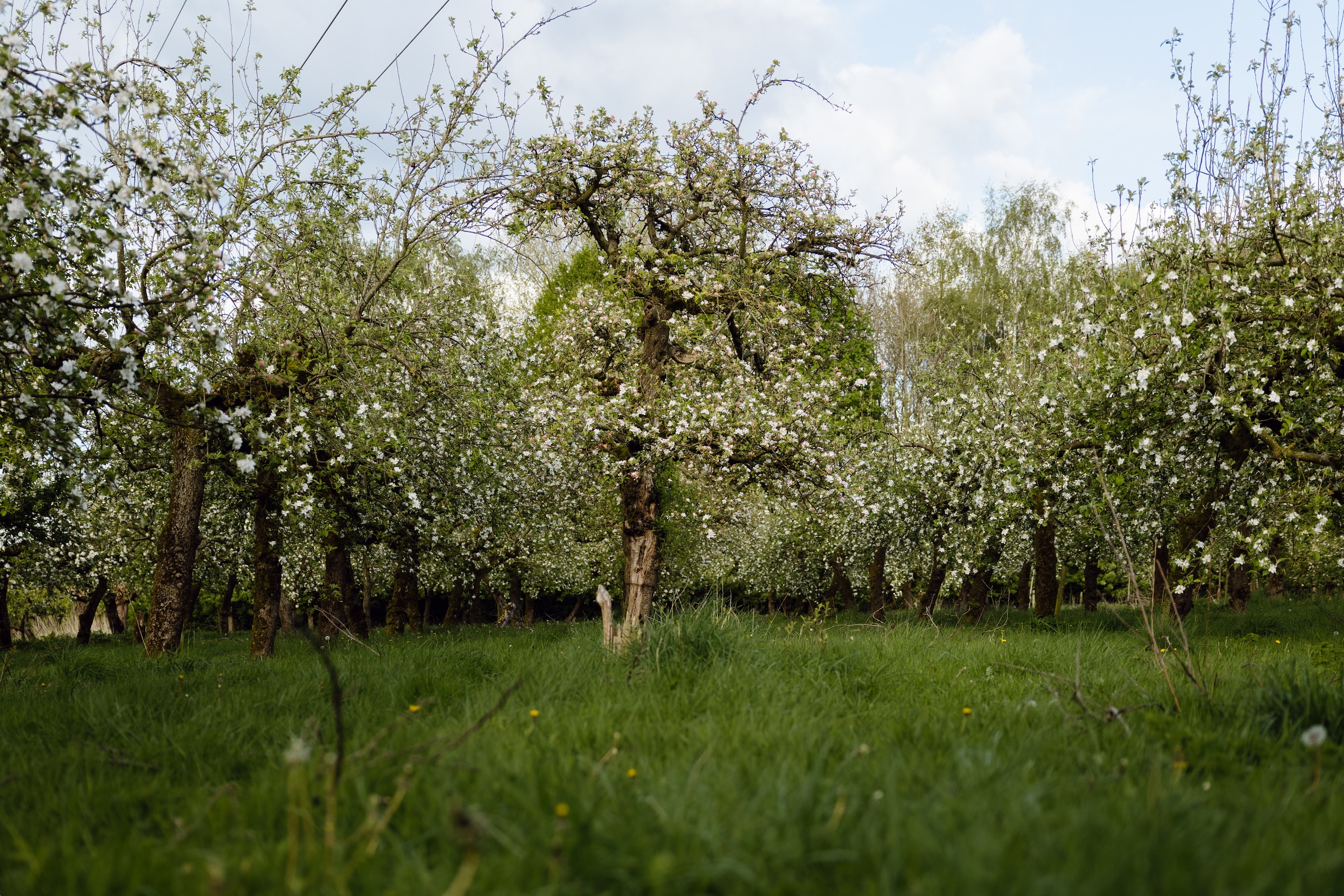 Jammer dat de ‘natuurlijke’ boomgaard te weinig oplevert – de Betuwe ...