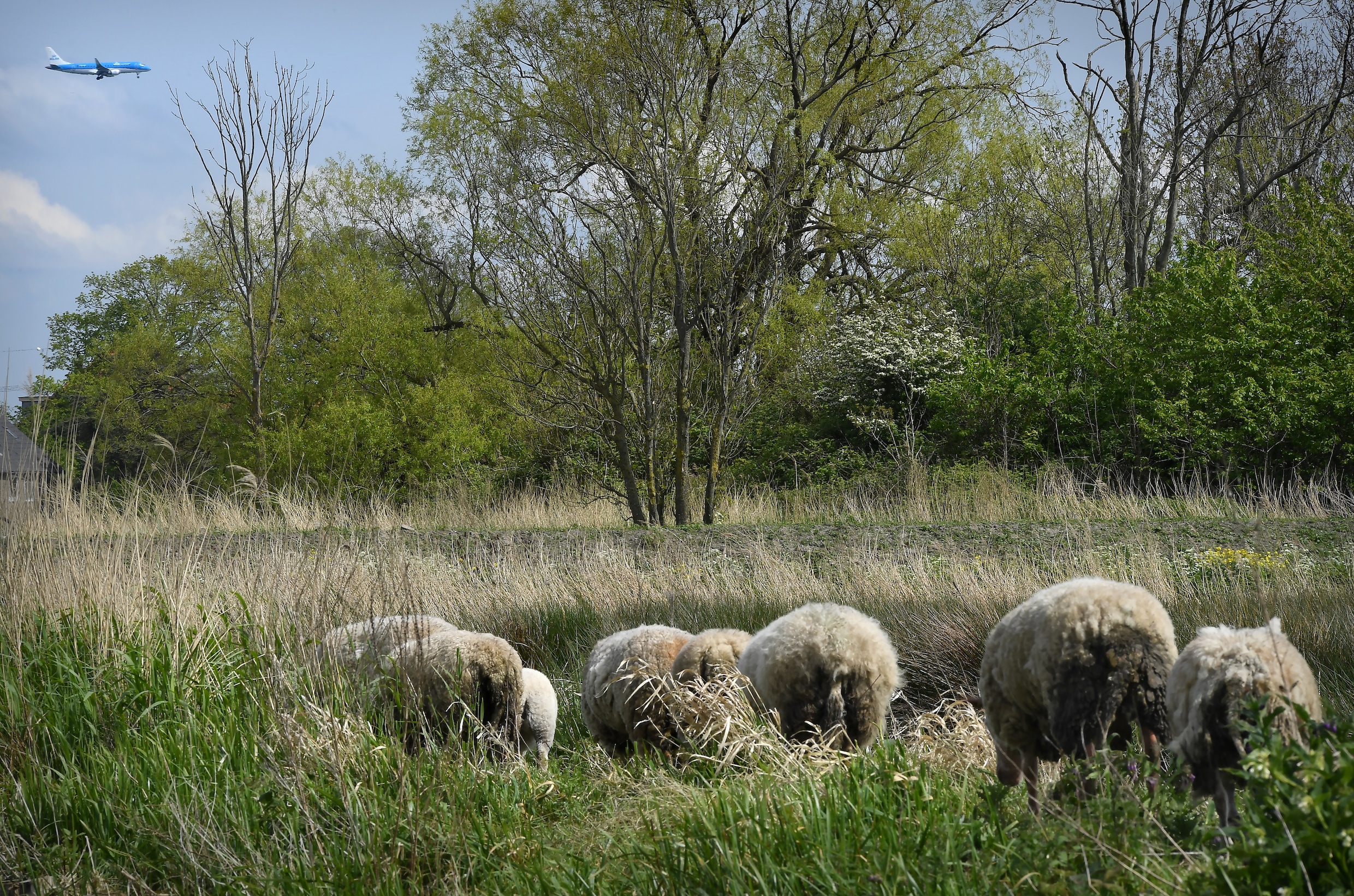 Waarom ziet het ministerie het opkopen van stikstof door Schiphol wél ...