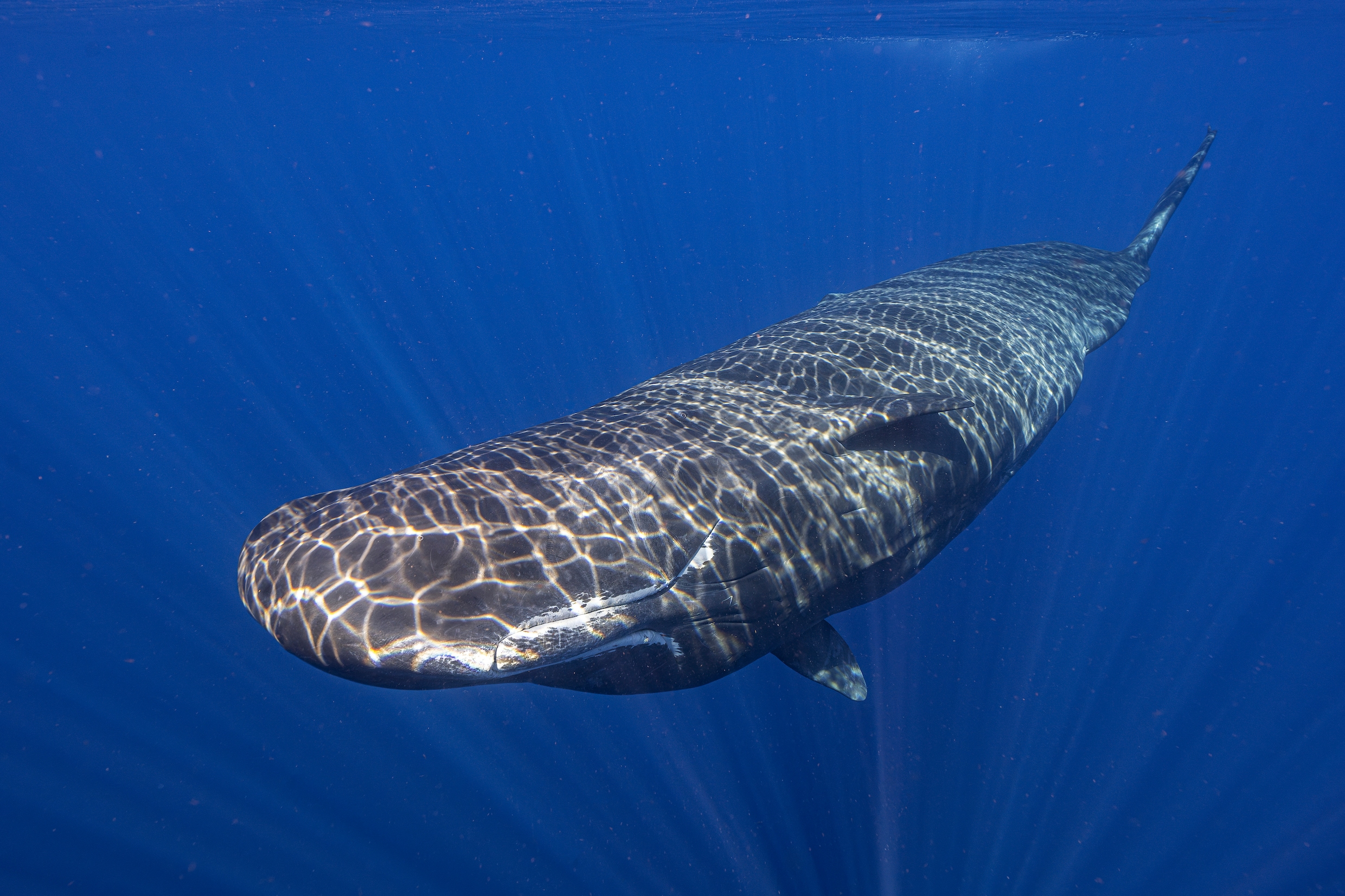 Wetenschappers ontdekken potvisalfabet vol ‘woorden en lettergrepen ...