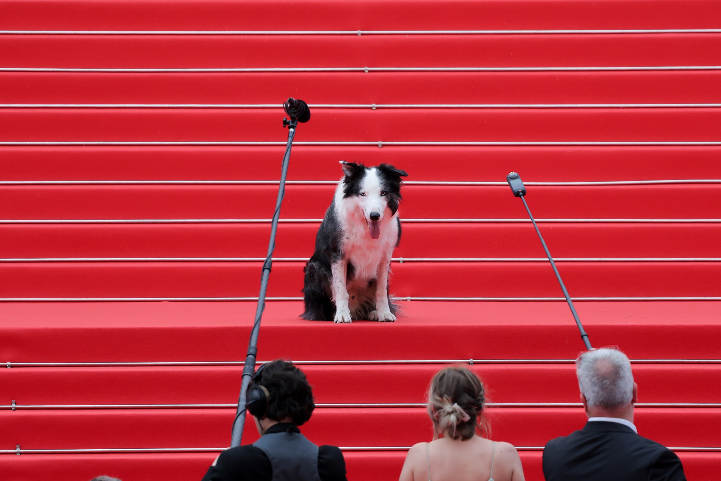 In Cannes gaat het dit jaar enkel en alleen om de films – zo ...