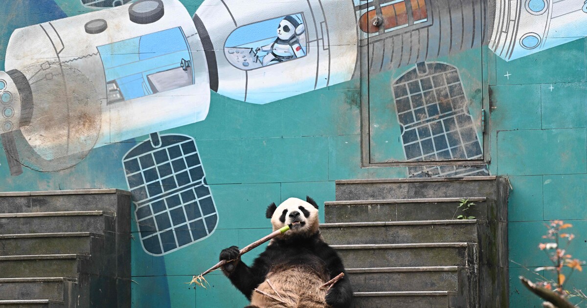 Van pandatoerisme naar pandabescherming: hoe China zijn ‘nationale ...