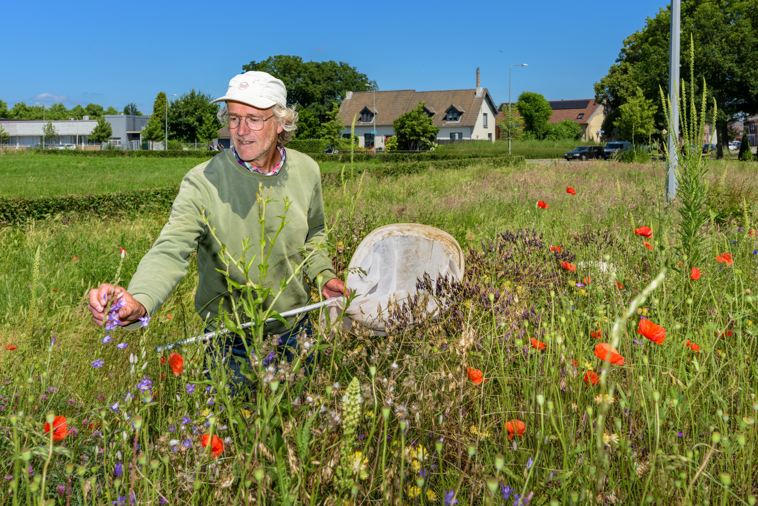 Maastricht als toevluchtsoord voor zeldzame bijen, met dank aan ...