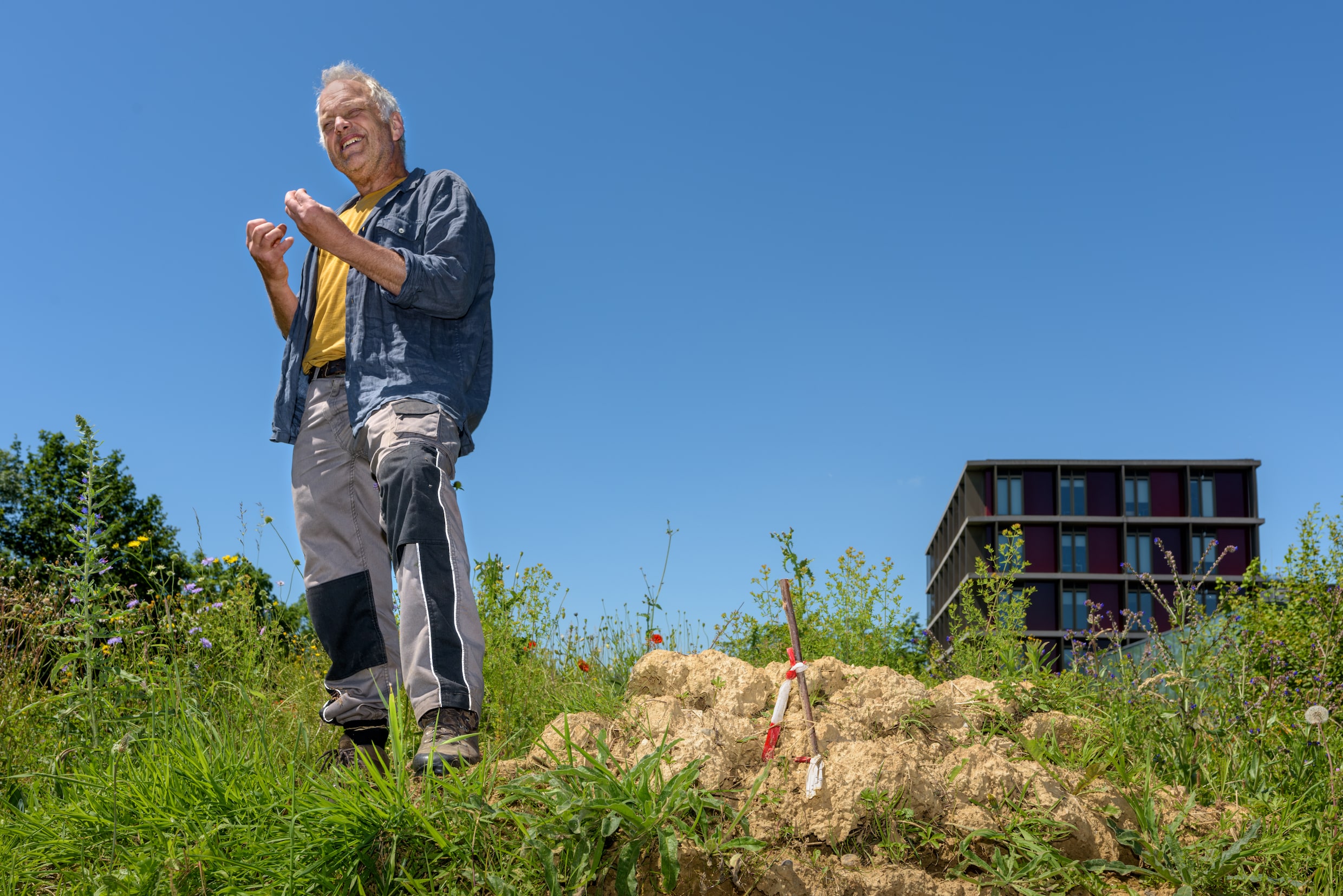 Maastricht als toevluchtsoord voor zeldzame bijen, met dank aan ...