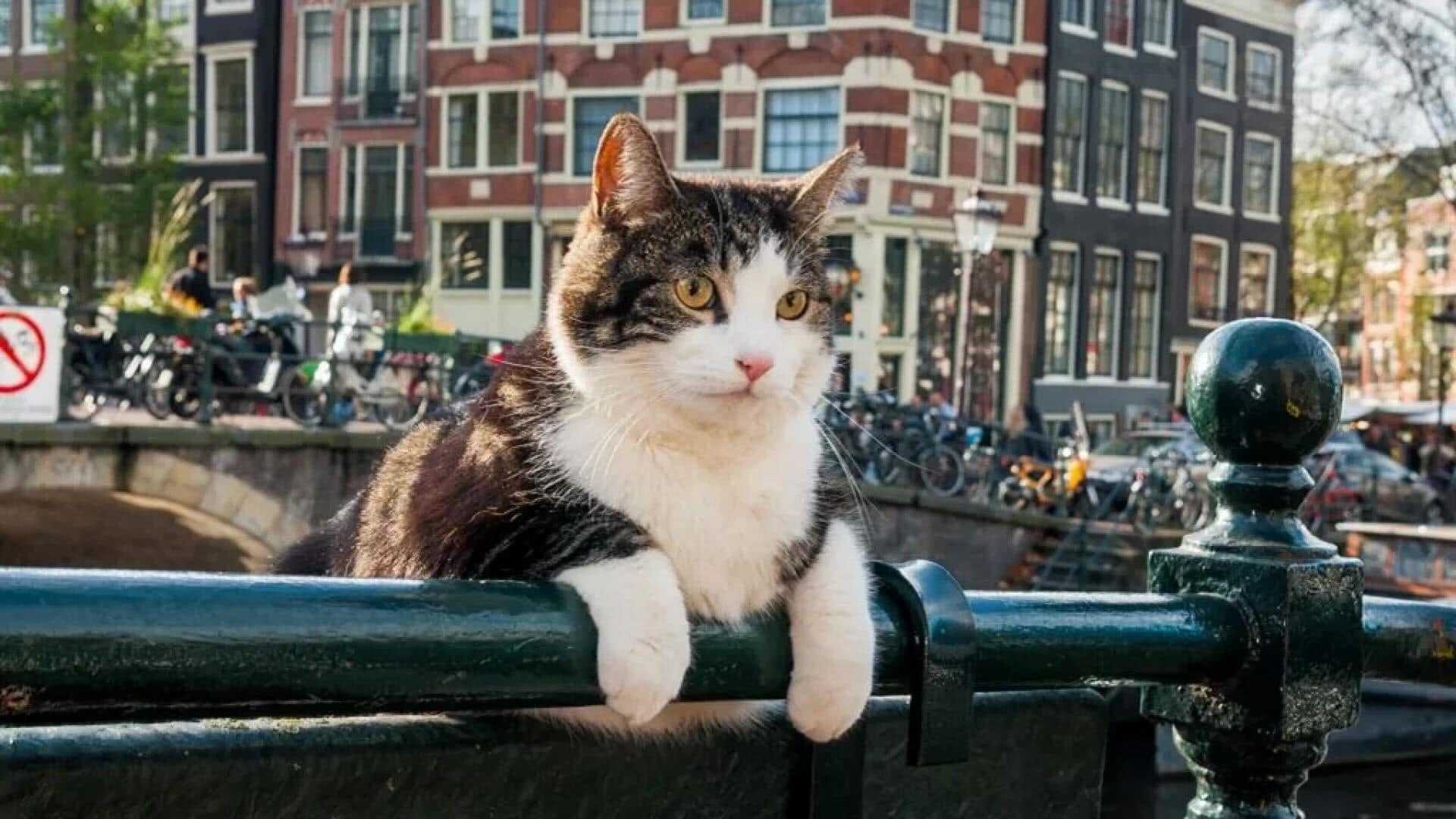 Van koddige rode katers tot vileine perzen: films worden hoe dan ook ...