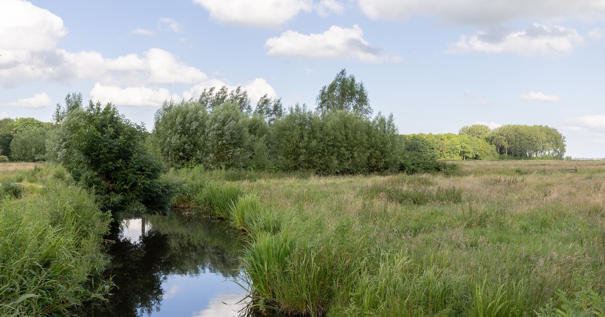 Het geriefhoutbosje zorgt voor variatie in het open landschap, maar ...