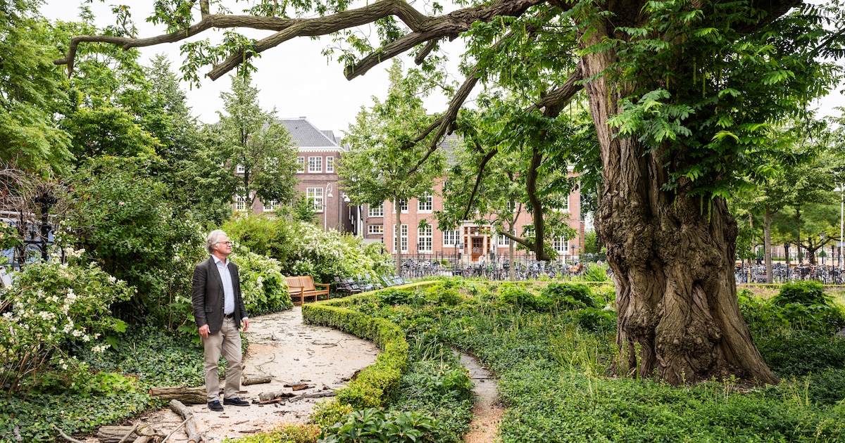 De vleugelnootboom, pronkstuk uit de tuin van het Amsterdamse ...