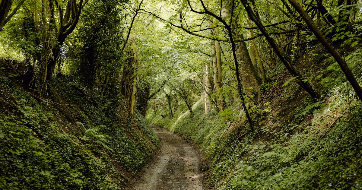 De meeste holle wegen zijn ontstaan sinds de tijd van Karel de Grote ...