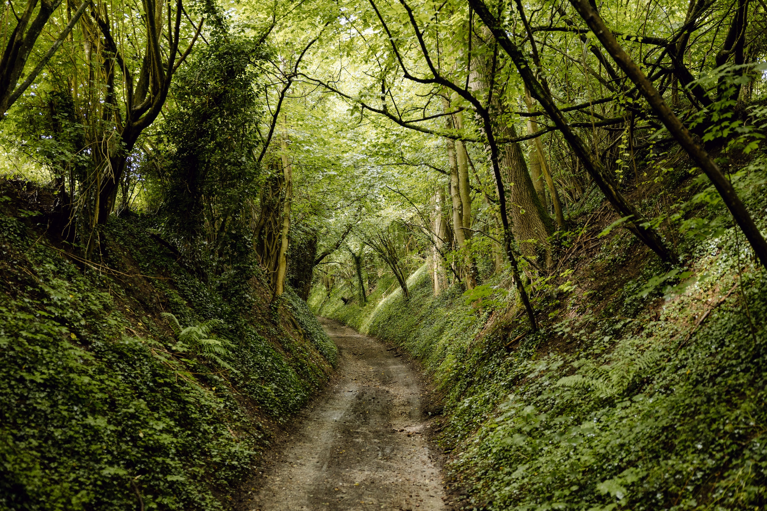 De meeste holle wegen zijn ontstaan sinds de tijd van Karel de Grote ...