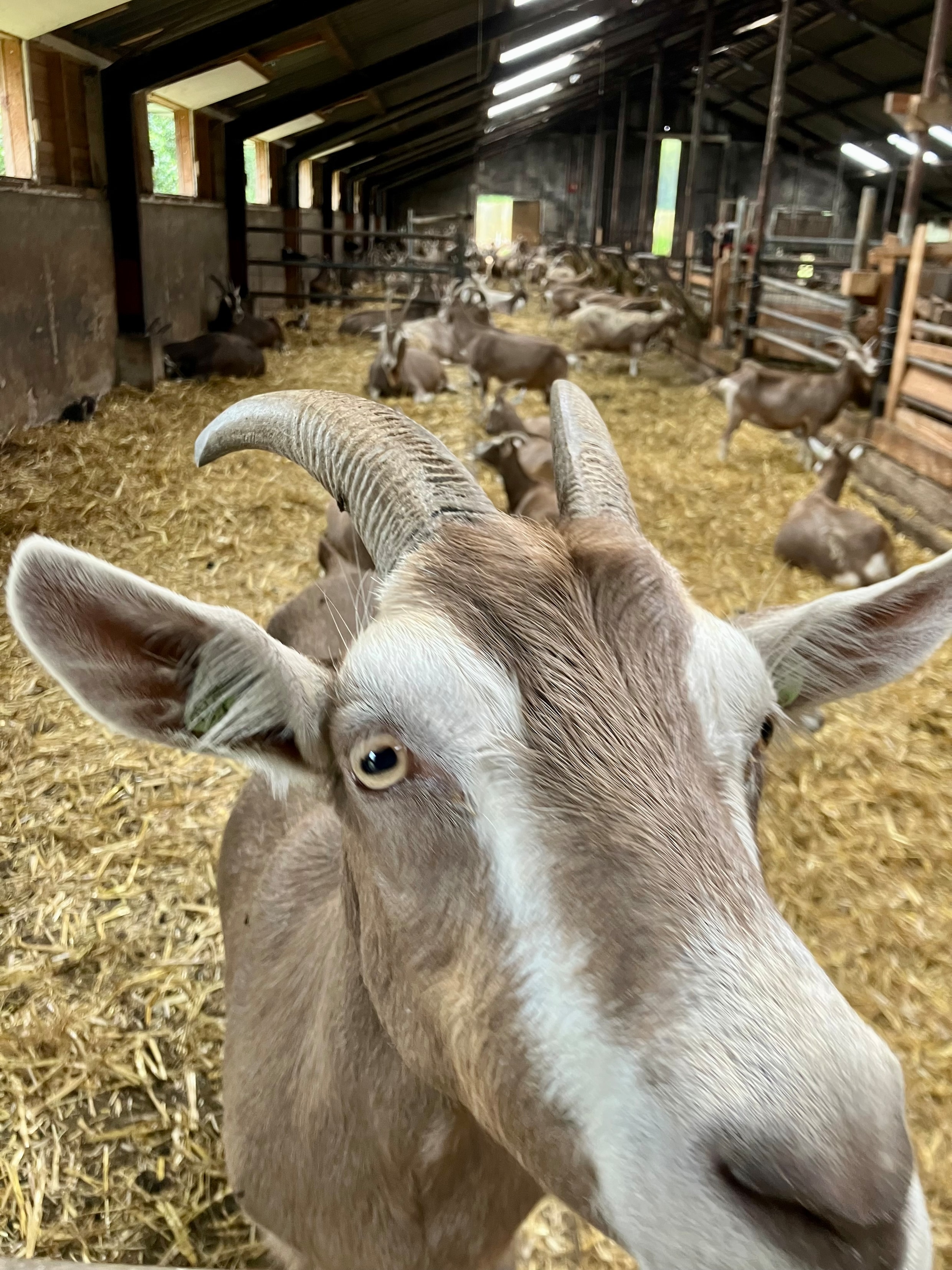Een kudde vrolijke geiten in het kruidengras, jammer dat ze niet in de ...