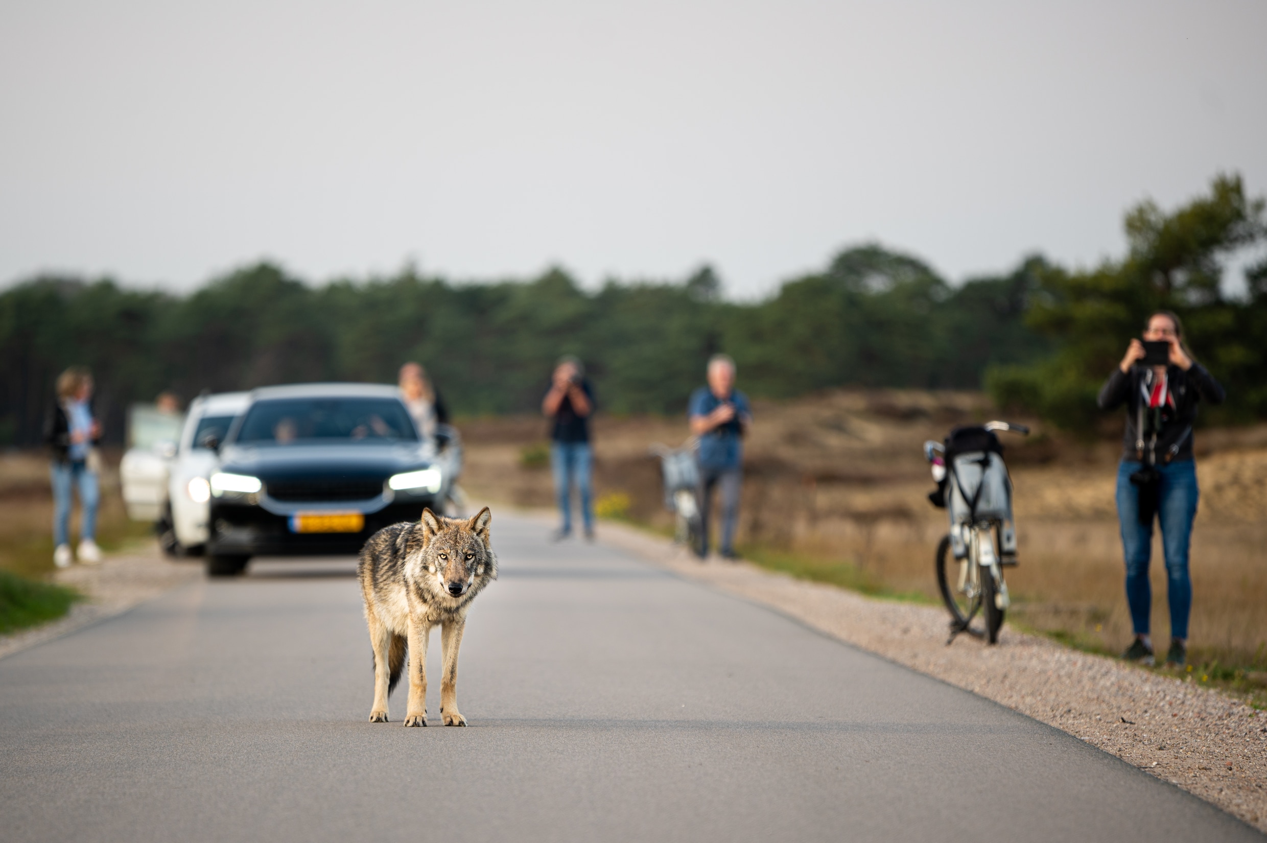 Wolf niet meer schuw in Leusden: ‘Ongewoon en zorgelijk’ | de Volkskrant