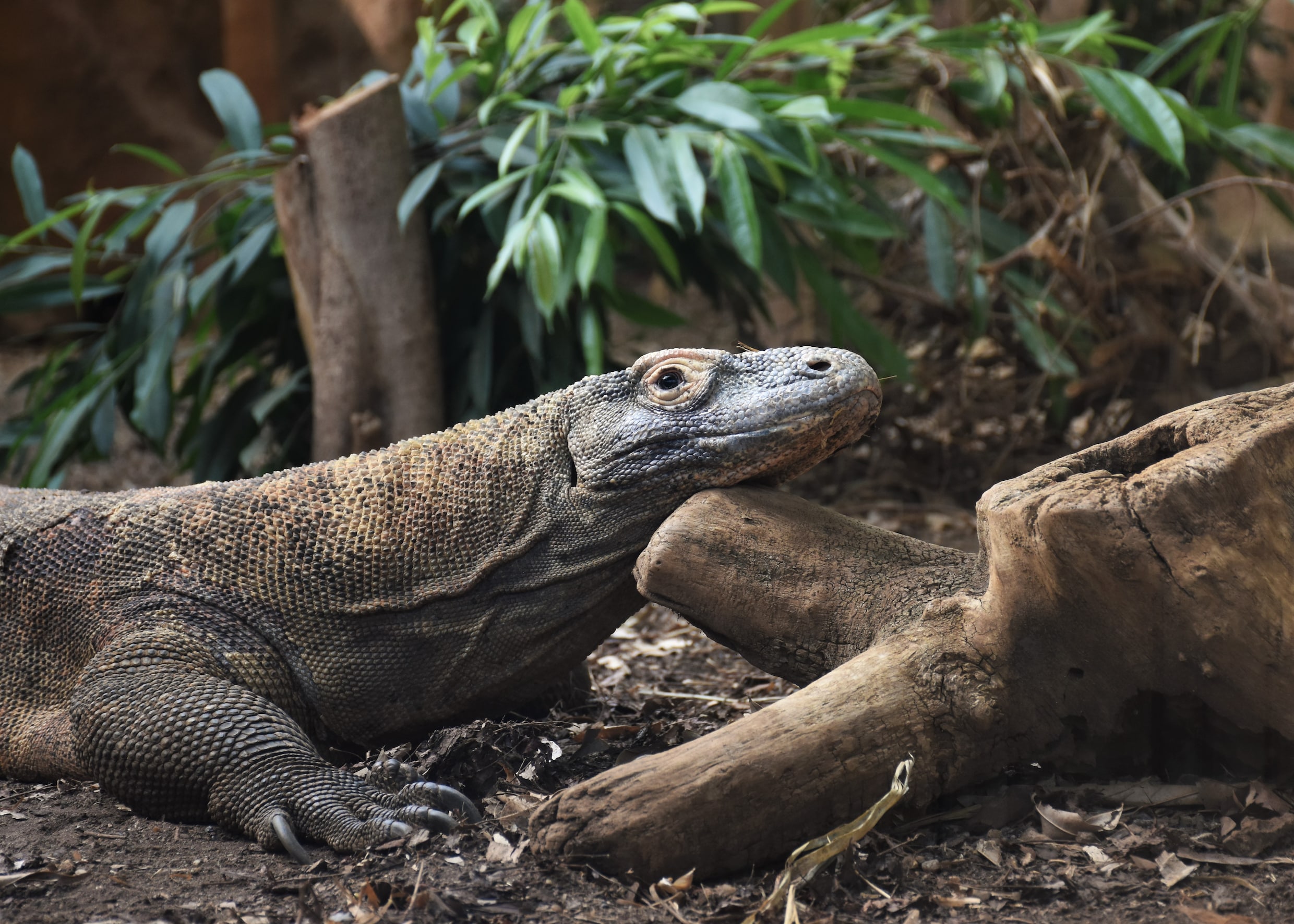 Komodovaraan verslindt zijn prooi met gekartelde, ijzerrijke tanden ...