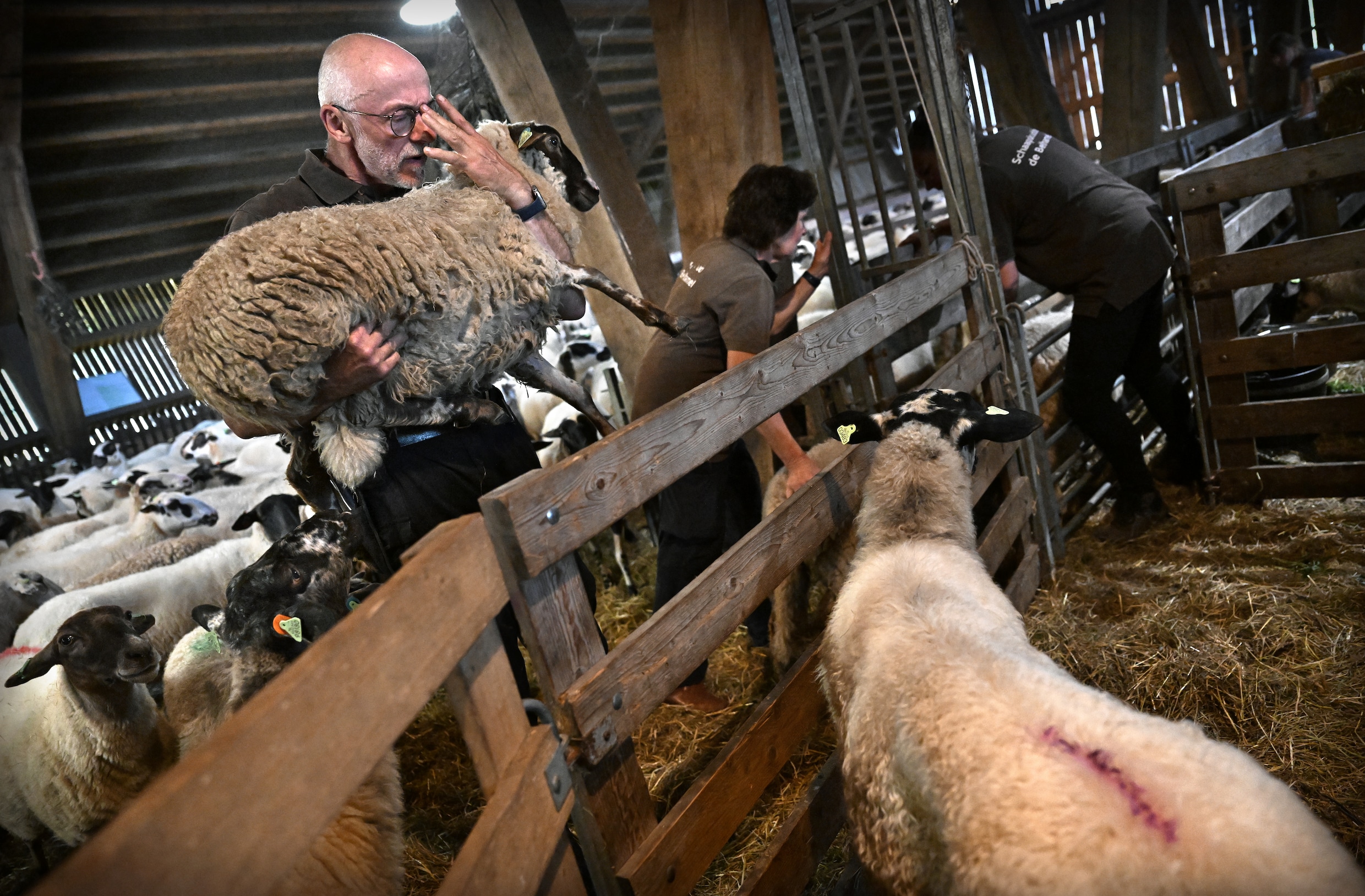 Blauwtong lijkt milder dankzij vaccinatie, maar het blijft veel werk ...