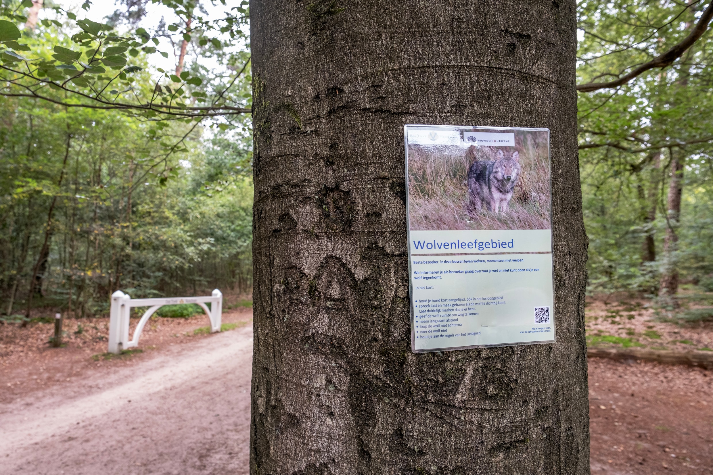 De jacht op Bram, de wolf die Nederland in zijn greep houdt | de Volkskrant