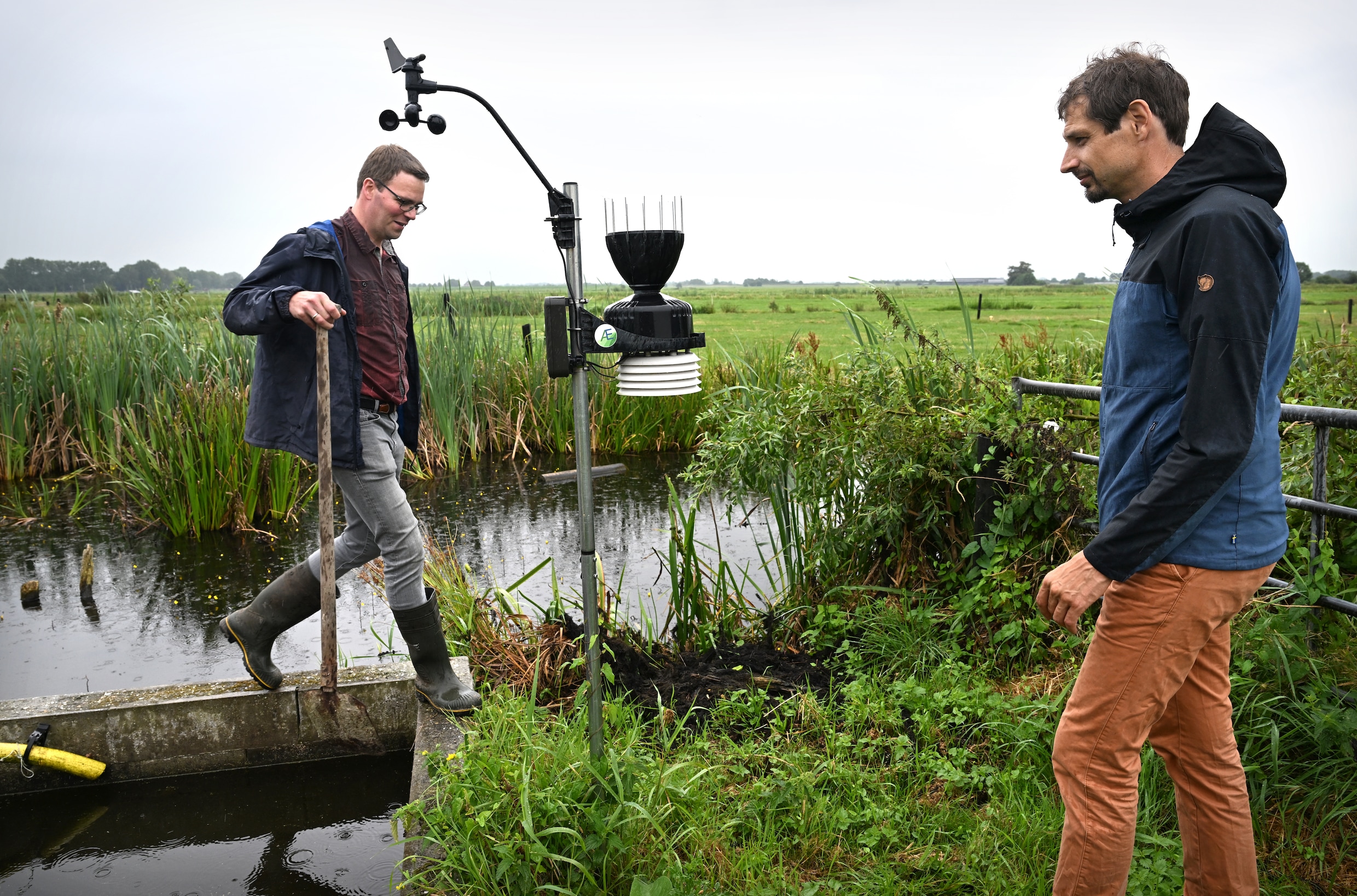 Met de Natuurherstelwet krijgt de koe het moeilijk op de Hollandse ...