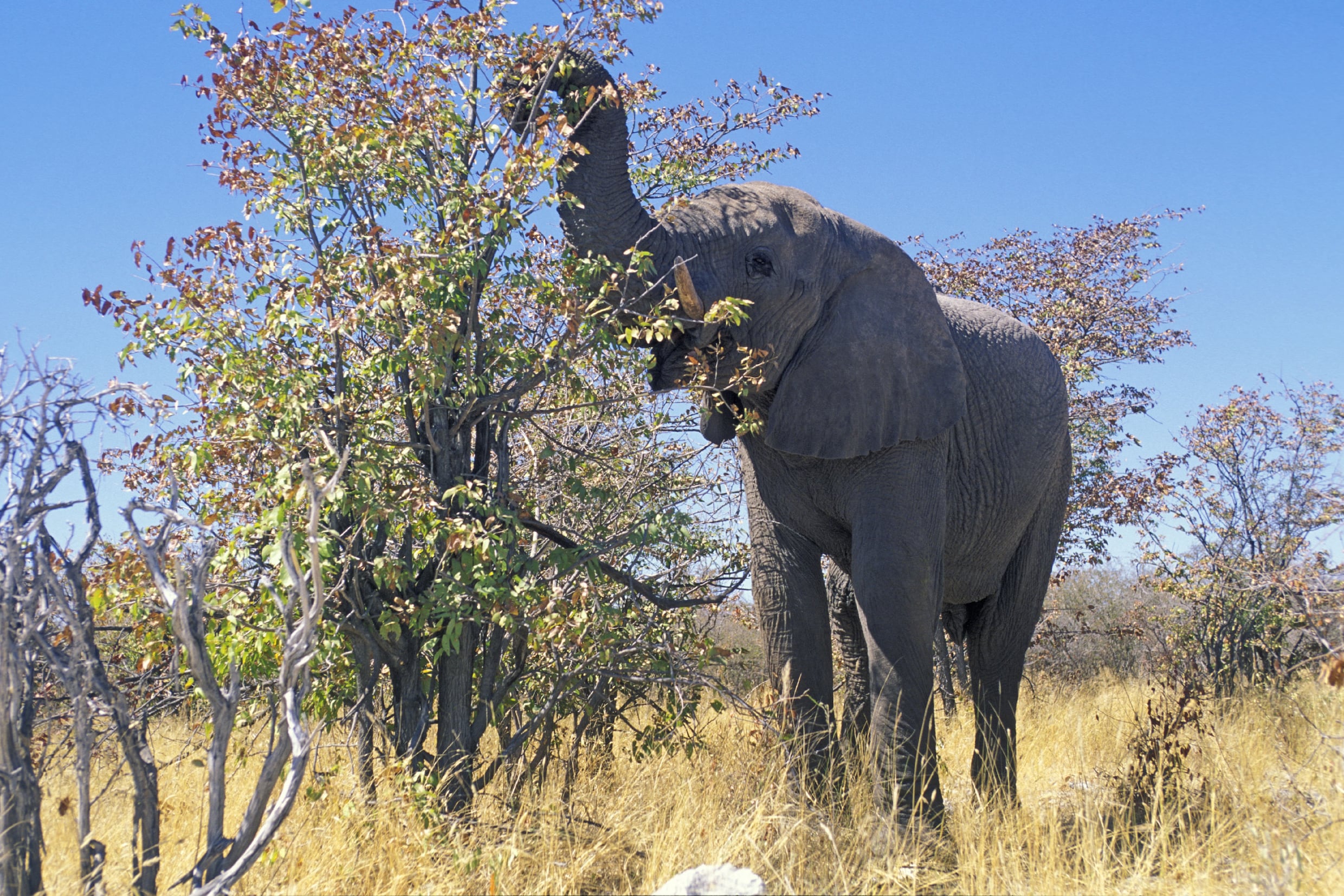 Namibië gaat 83 olifanten en 640 andere wilde dieren afschieten om hongerende gezinnen te voeden ...