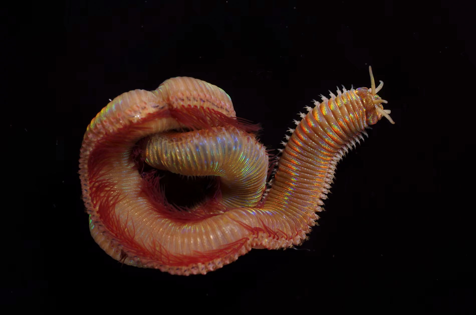 750 nieuwe plant- en diersoorten ontdekt in Australië, van lachende ...