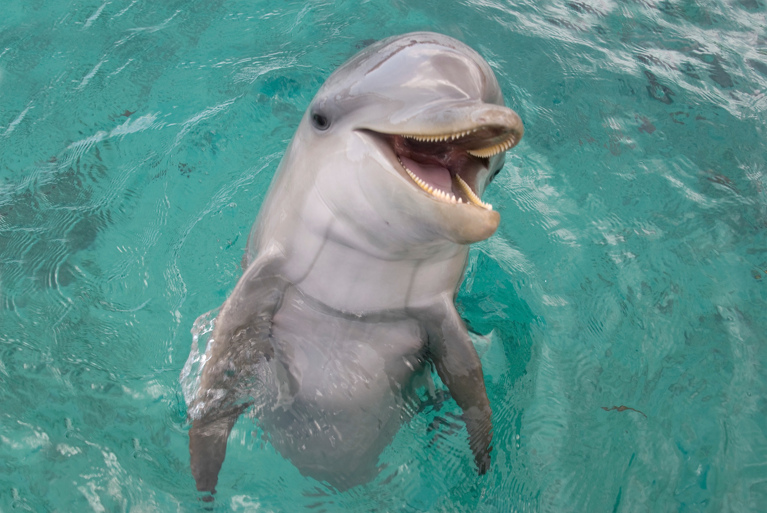 Dolfijnen lijken naar elkaar te lachen, blijkt uit nieuw onderzoek | de Volkskrant