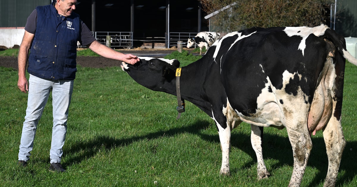 ABN Amro: veestapel krimpt met 15 tot 18 procent tot 2030, met gevolgen voor veevoer- en ...