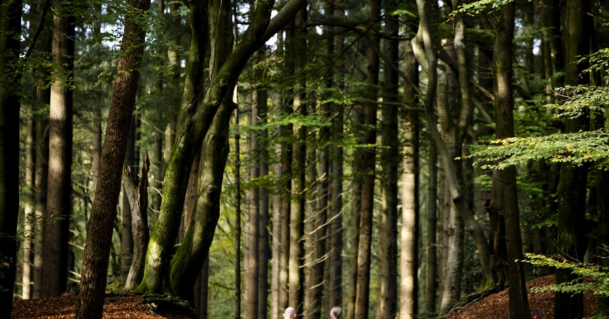 Schubben, planten en beestjes: zes auteurs maken kans op de ...