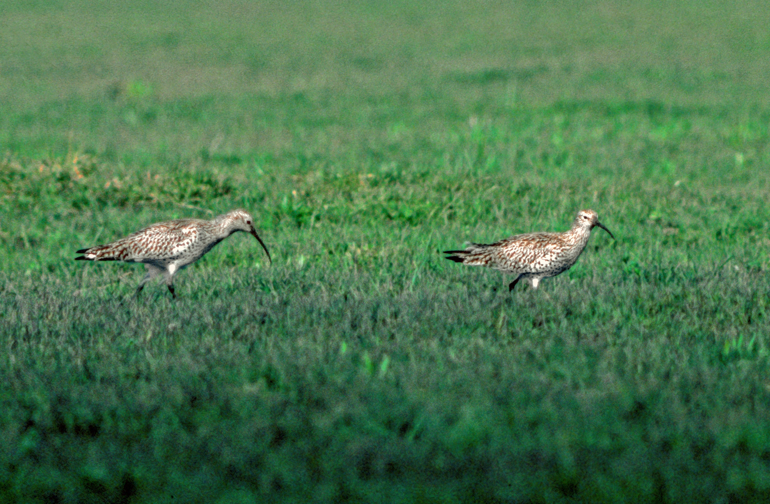 Als tweede vogel in Europa is de dunbekwulp uitgestorven. Hoe weten ...