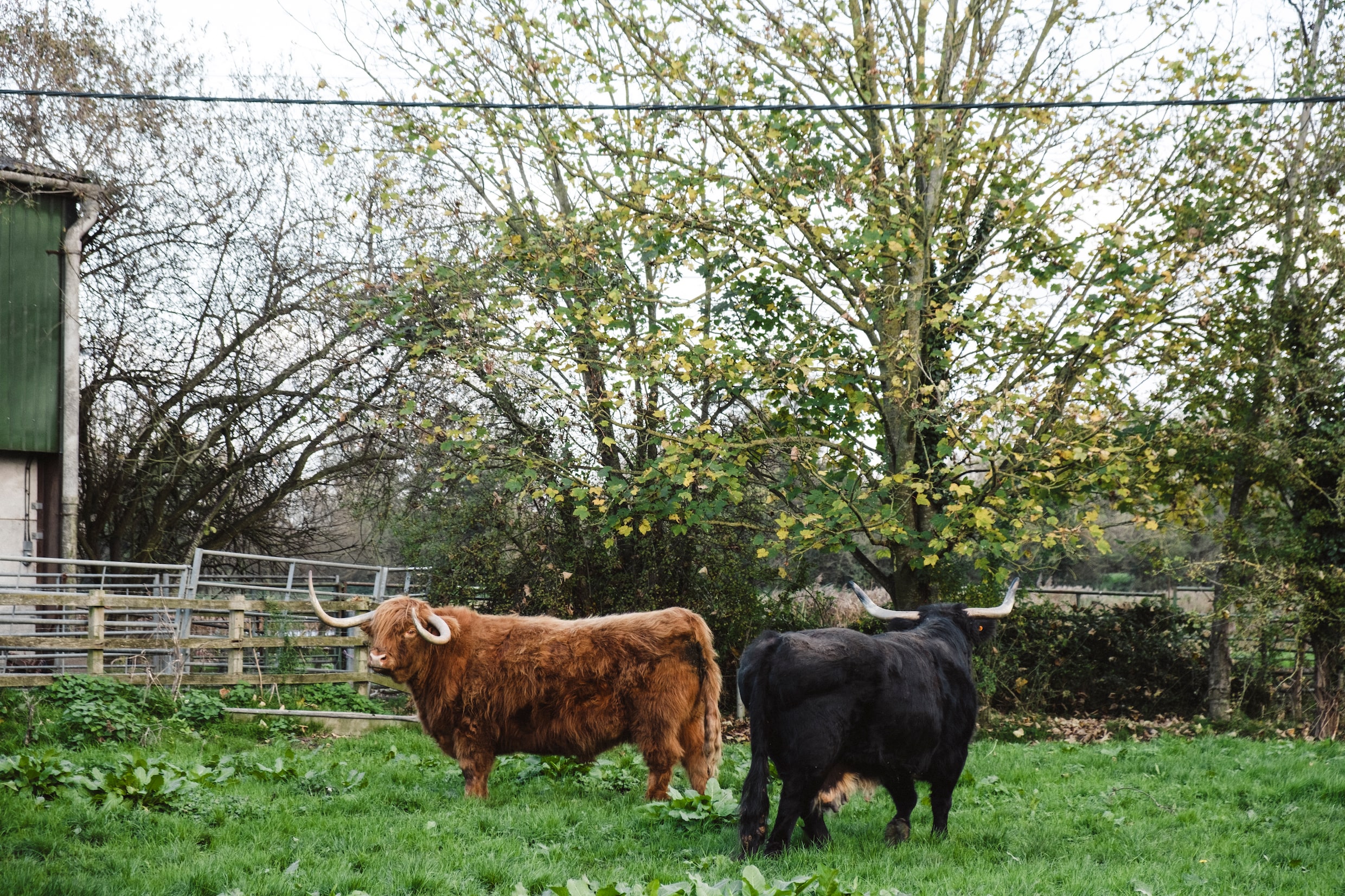 Farmer versus Starmer; Britse boeren lopen te hoop tegen regering om ...