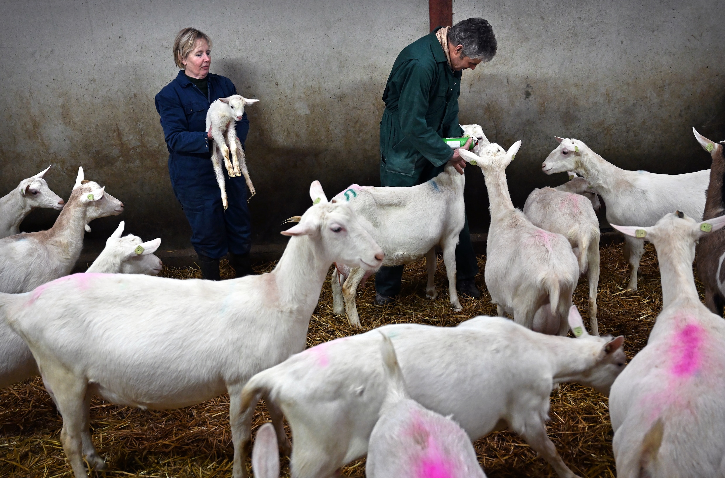 Geitenhouders vrezen maatregelen en imagoschade na onderzoek over ...