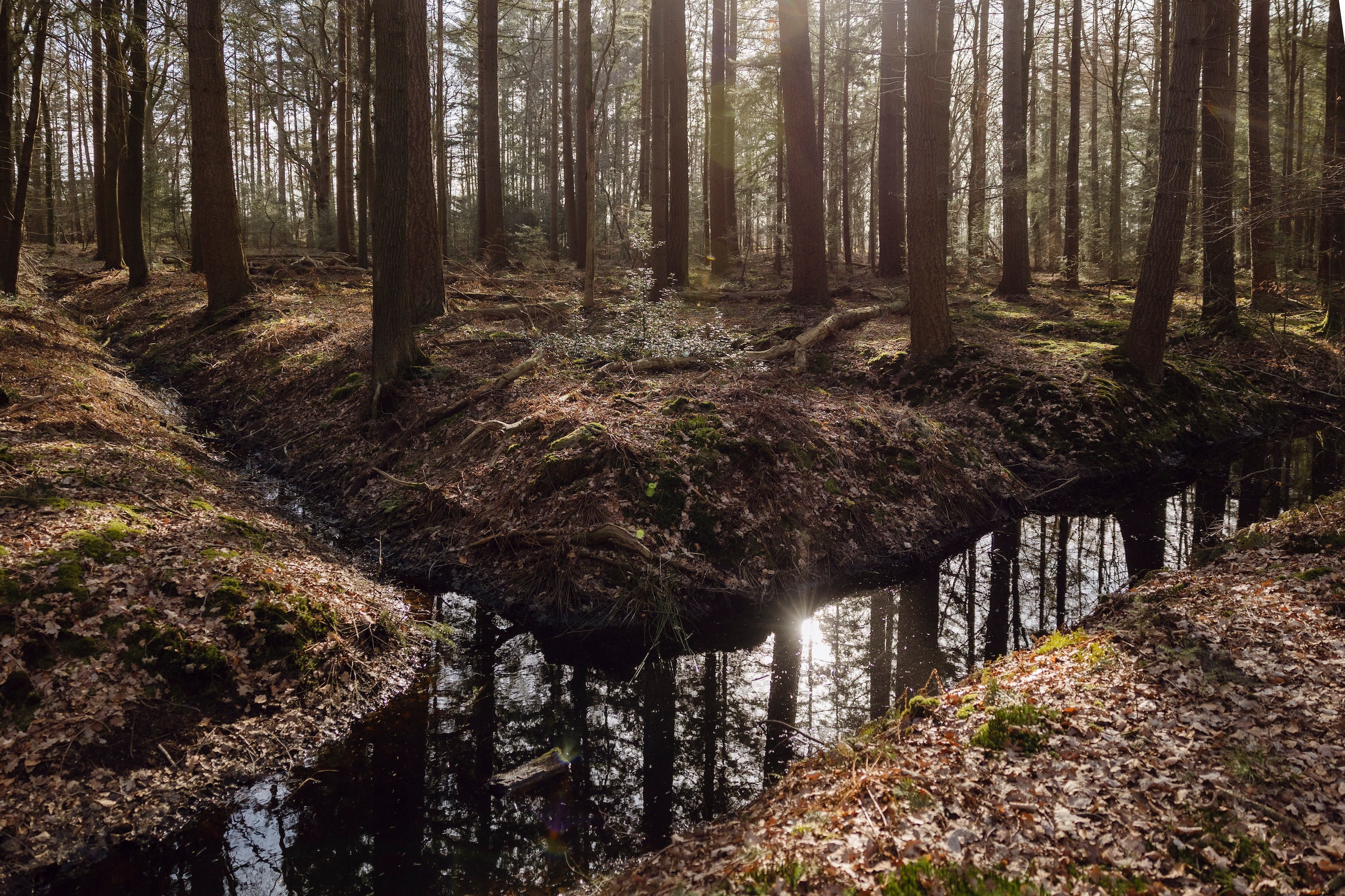 Door de sloten eromheen zijn rabatten in bossen vooral het domein van ...