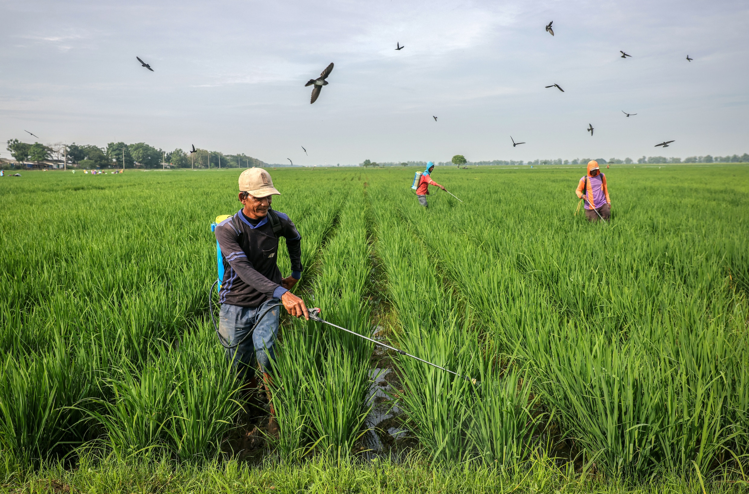Indonesië zoekt ‘coole rijstboe­ren’: jongeren werken liever in een ...