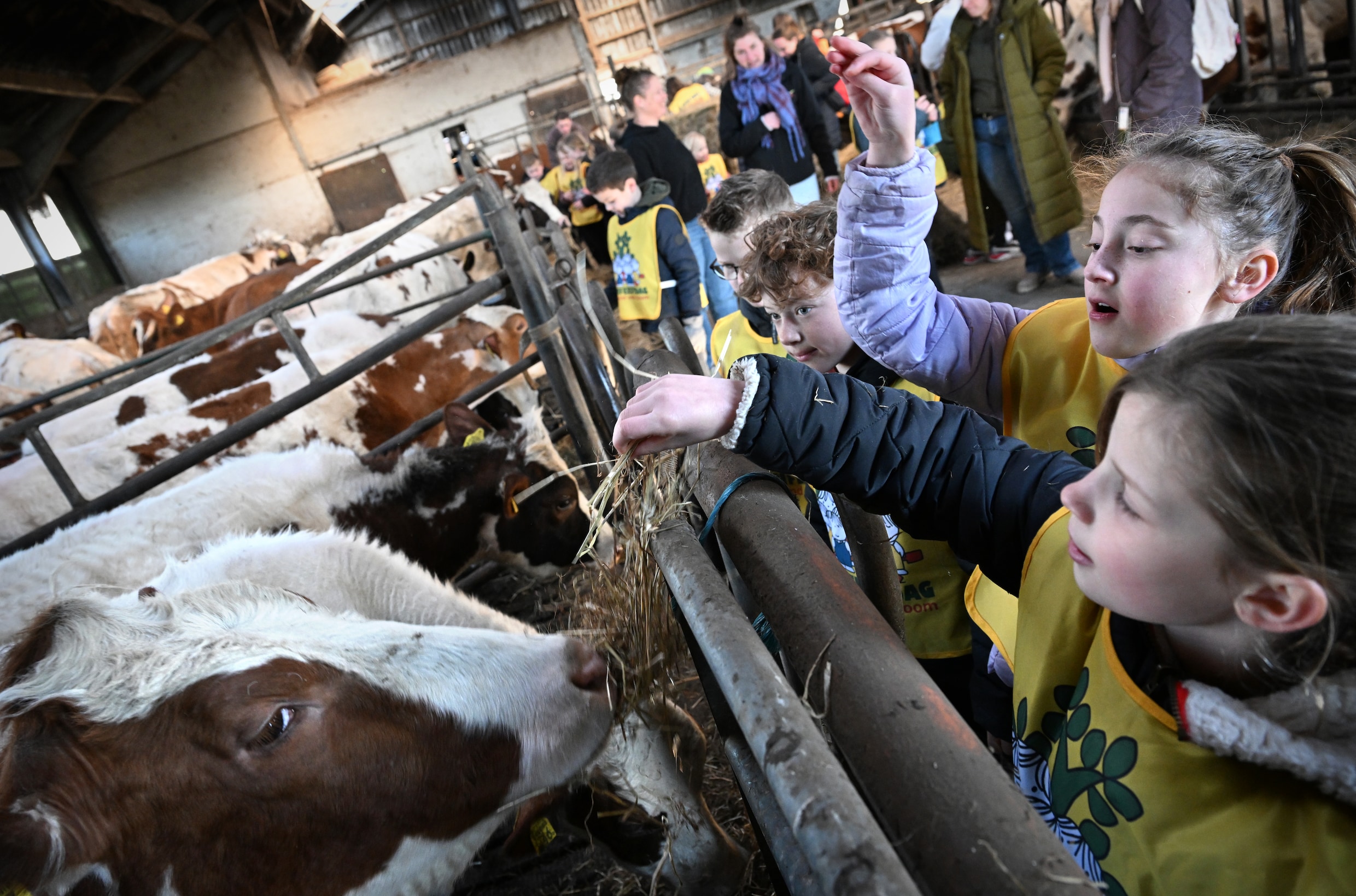 ABN Amro voorziet goed jaar voor veeboeren door krimpende veestapel | de Volkskrant