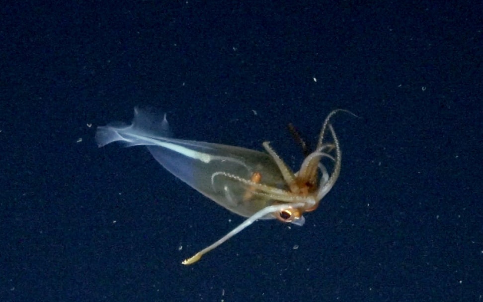 Mysterieuze kolossale inktvis voor het eerst gespot: ‘Een traktatie ...