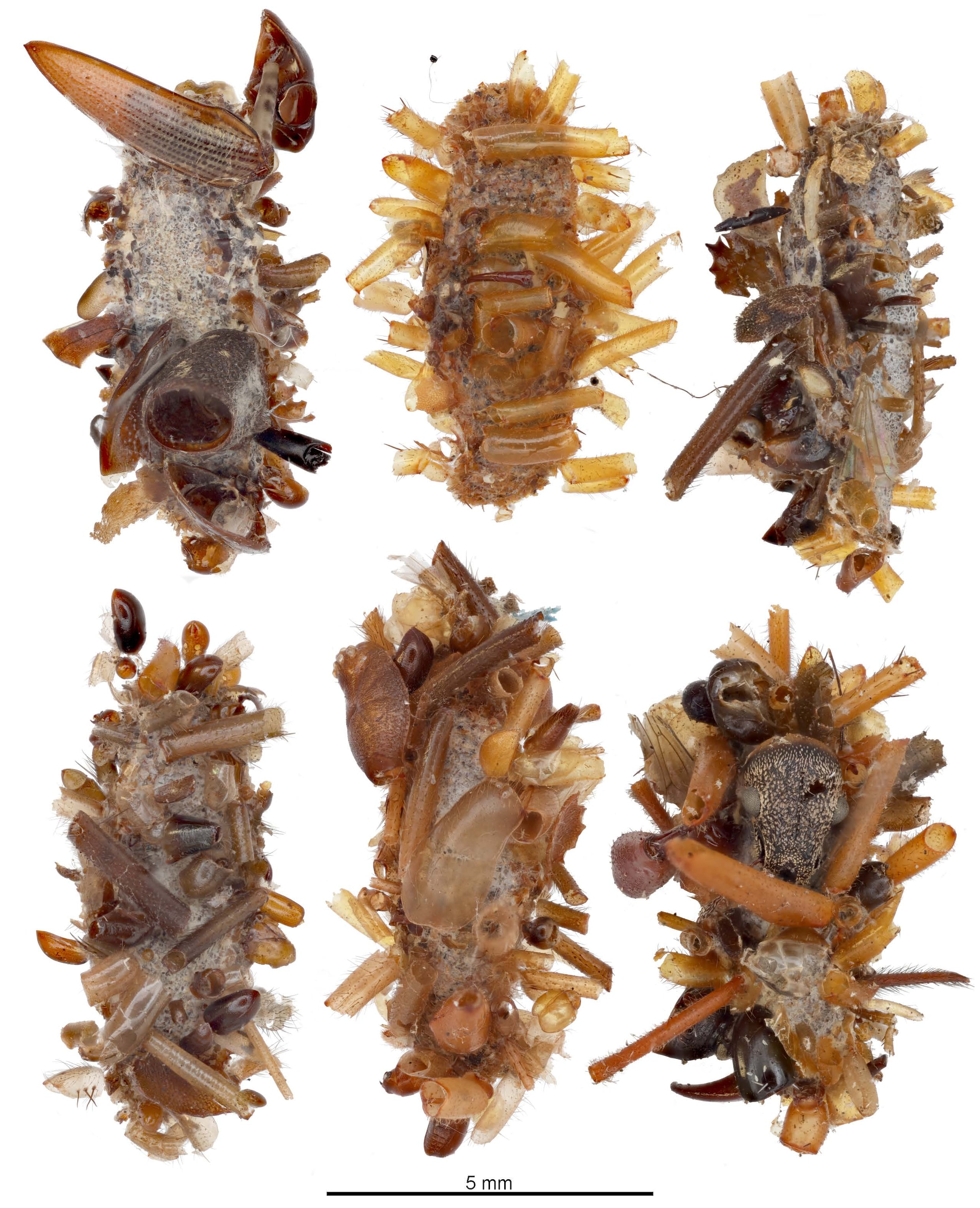 Vliegenpoten en mierenkoppen: zeldzame rups misleidt spinnen met ...