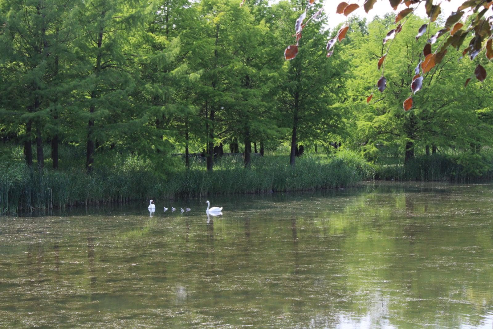 Wandel met ons mee door het Maximápark, een uitbundig jong park op ...
