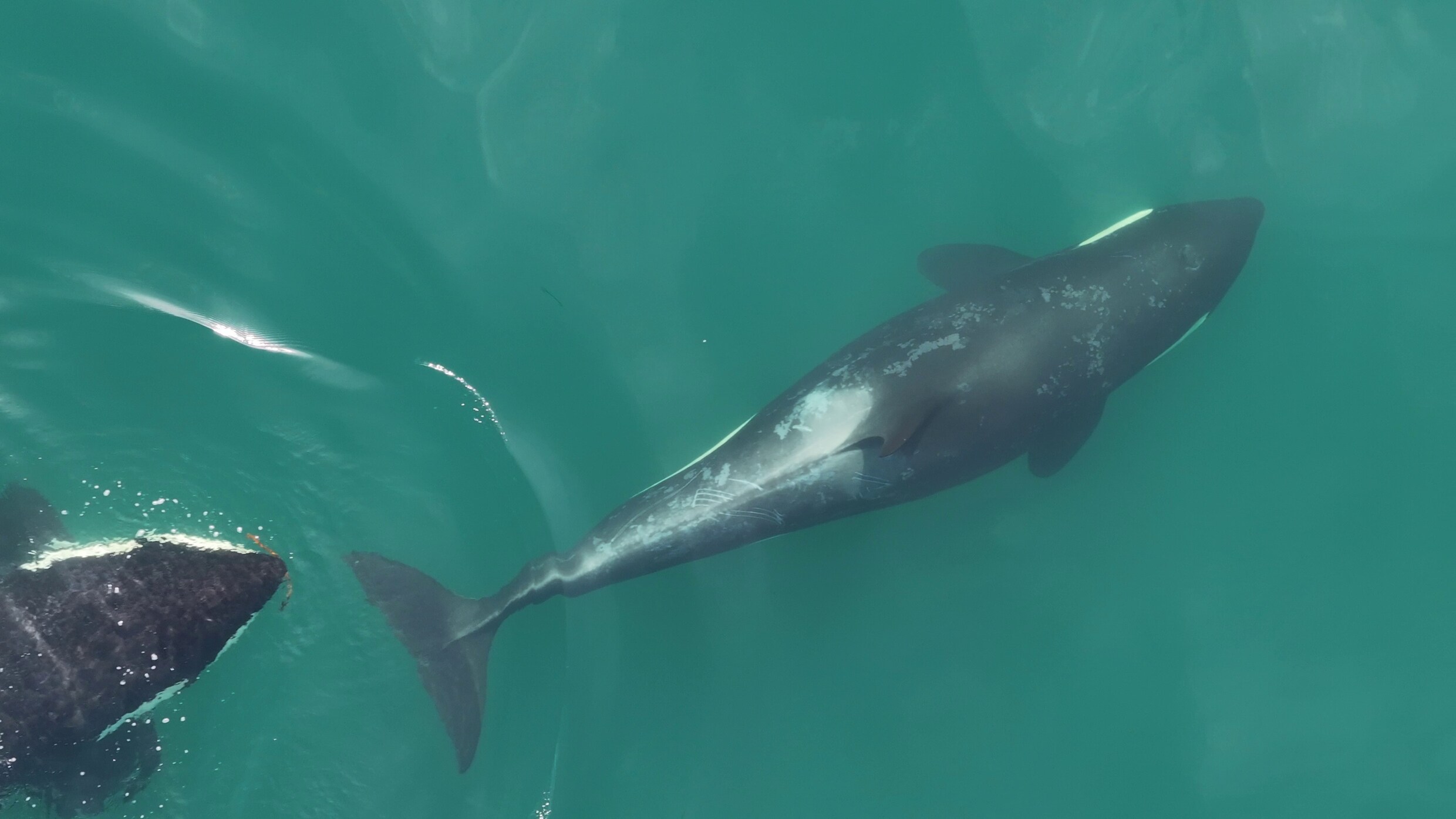 Orka’s gebruiken zelfgeplukt zeewier bij schoonmaakritueel: ‘Echt heel ...