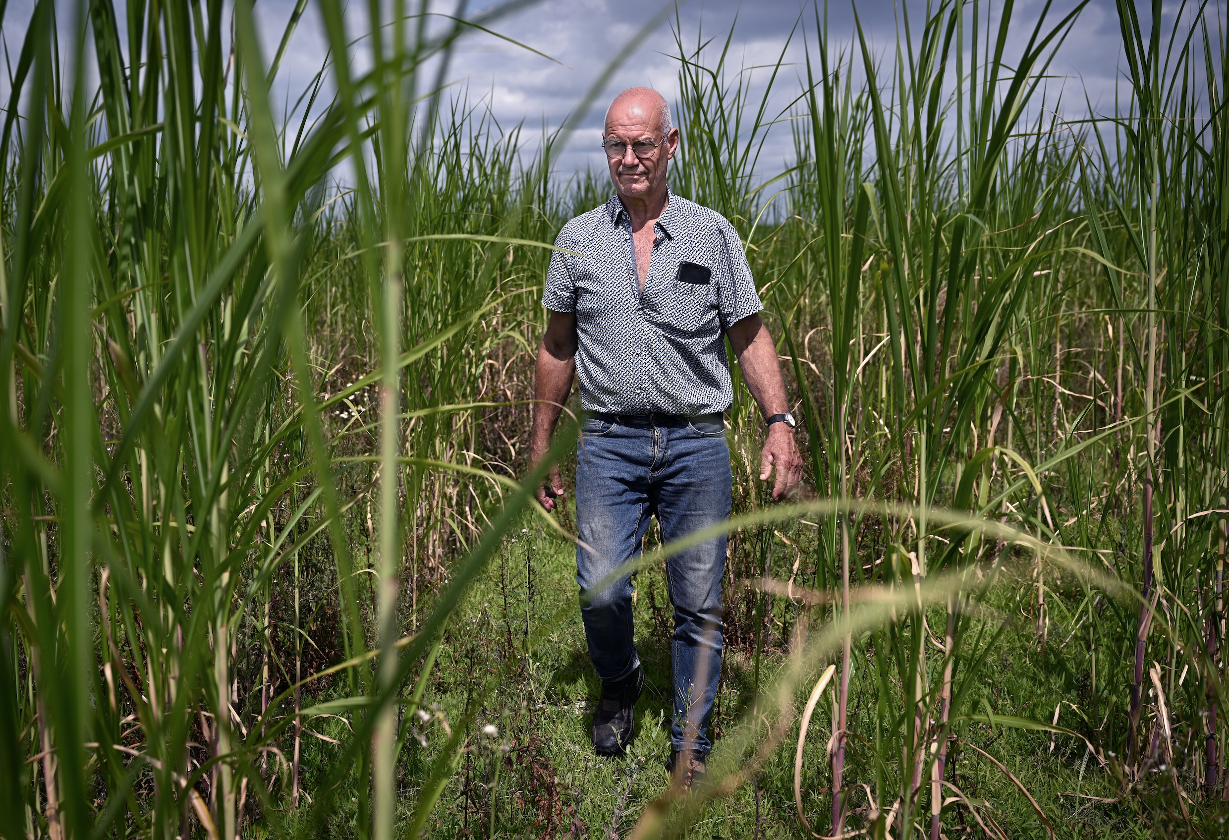 Van vee naar vezels: biedt mammoetgras een uitweg uit het ...