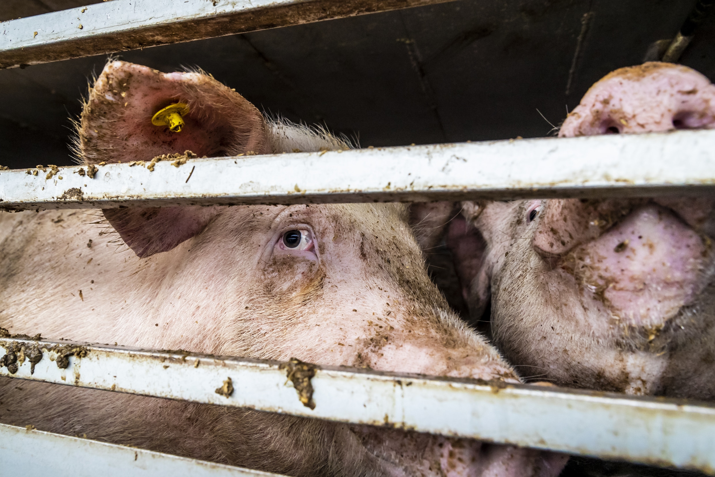 Geen rechtszaak, maar een klacht: Wakker Dier zet nieuw middel in tegen ...