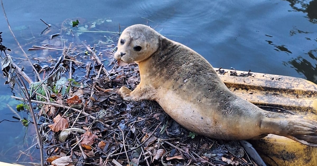 Nog een zeehond in de binnenwateren, dit keer in Amsterdam. Hoe ...