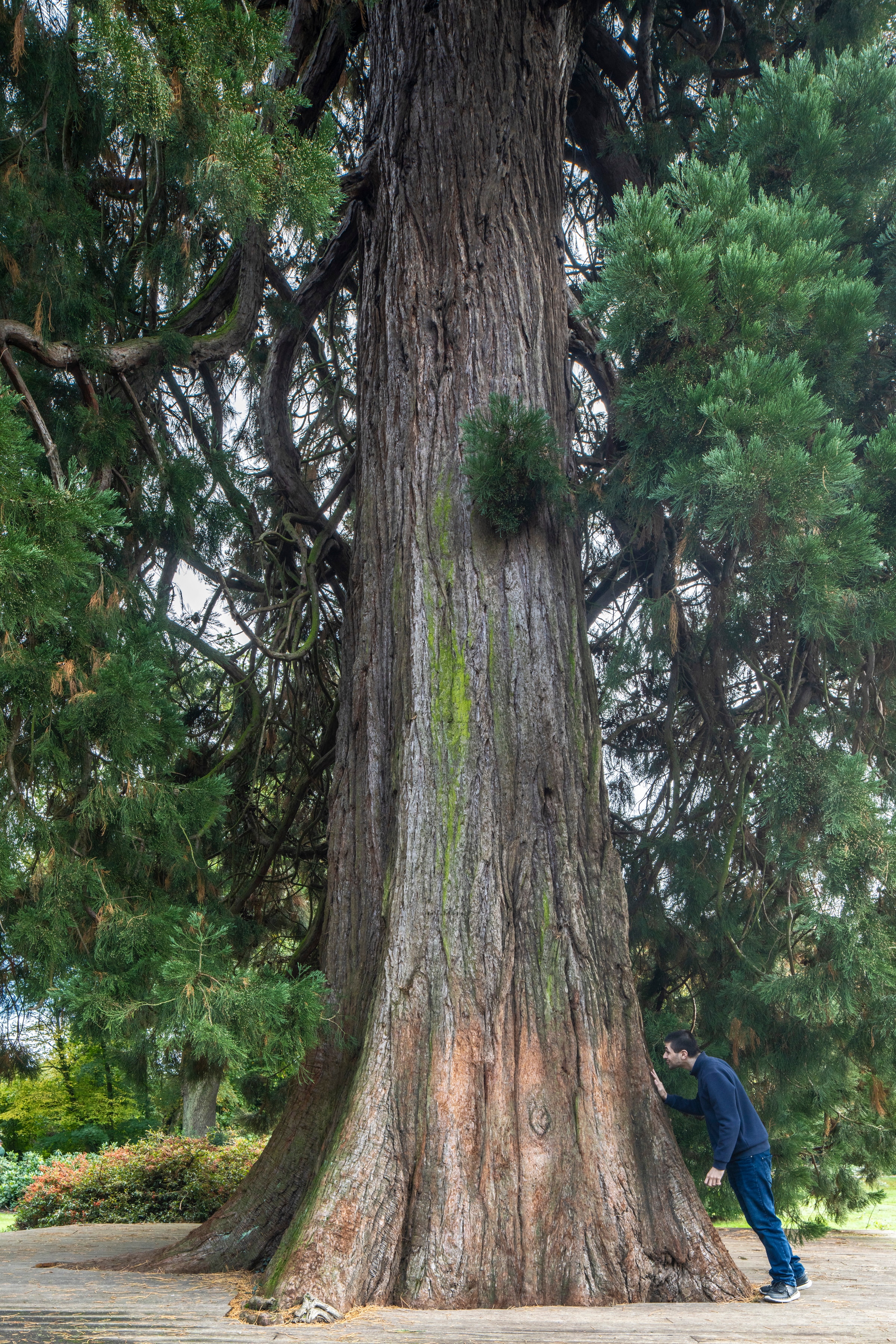 Enschedese mammoetboom van 35 meter hoog is de Boom van het Jaar 2025 ...