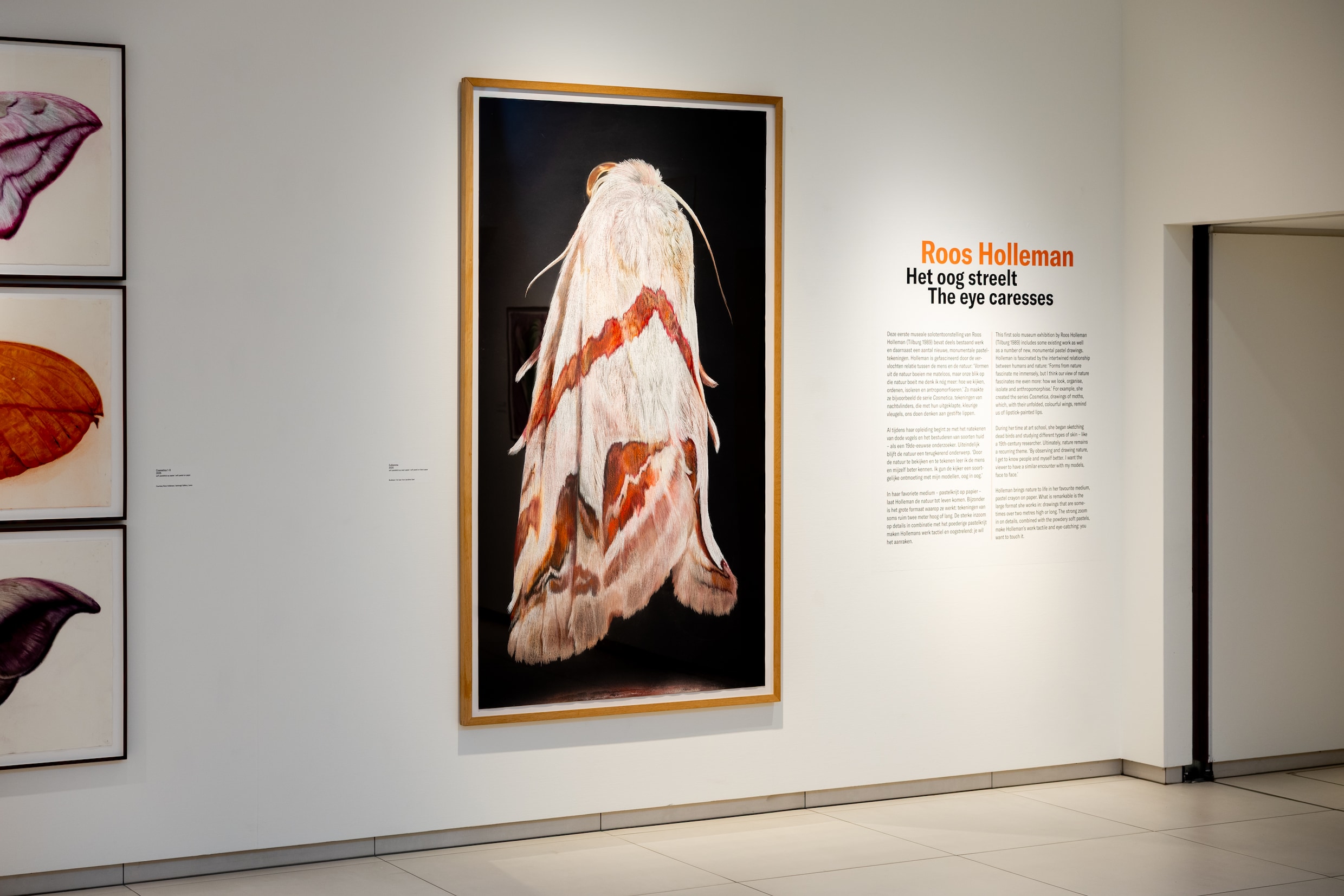 Holleman tekent imposante vlinders – met krijt zo broos als de beestjes ...