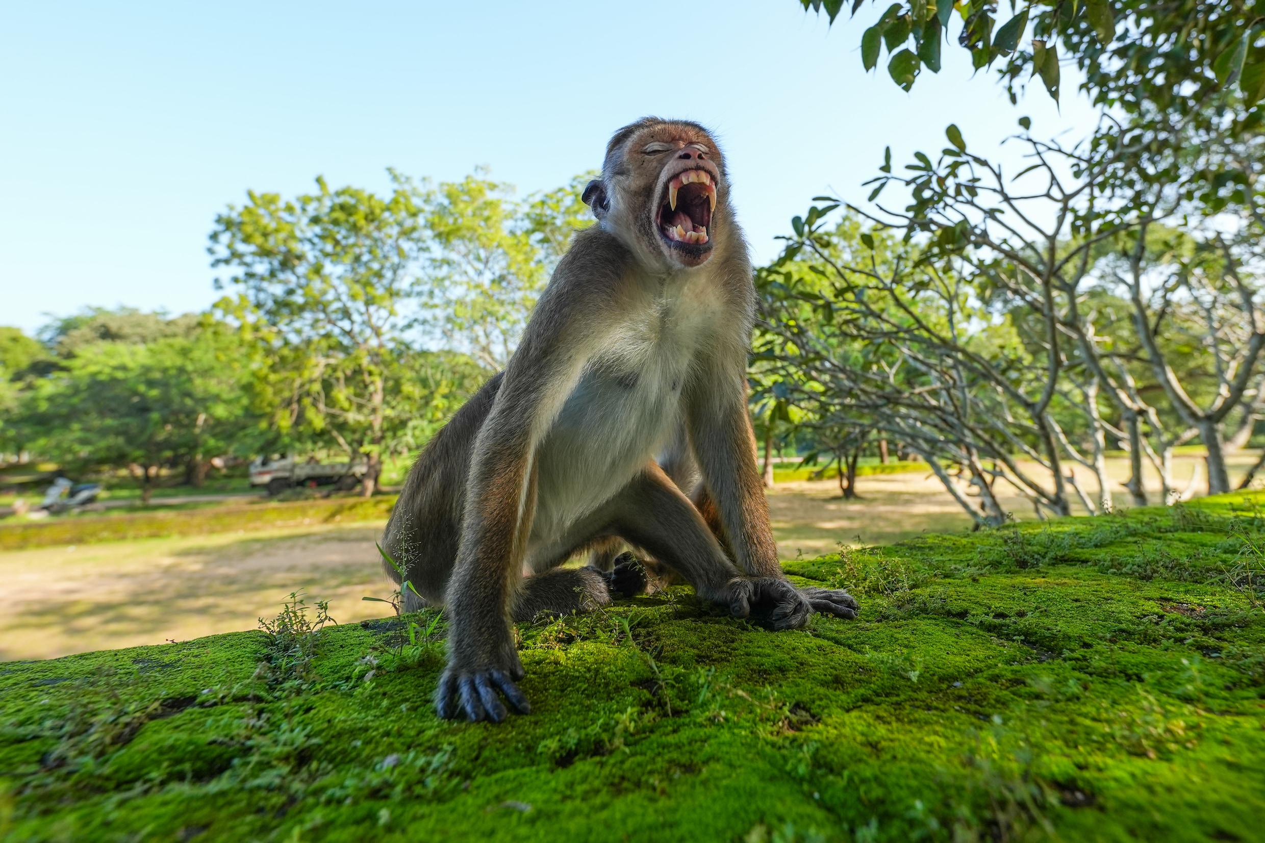 Onderzoekers leren apen bewegen op het ritme van Bach en Backstreet ...